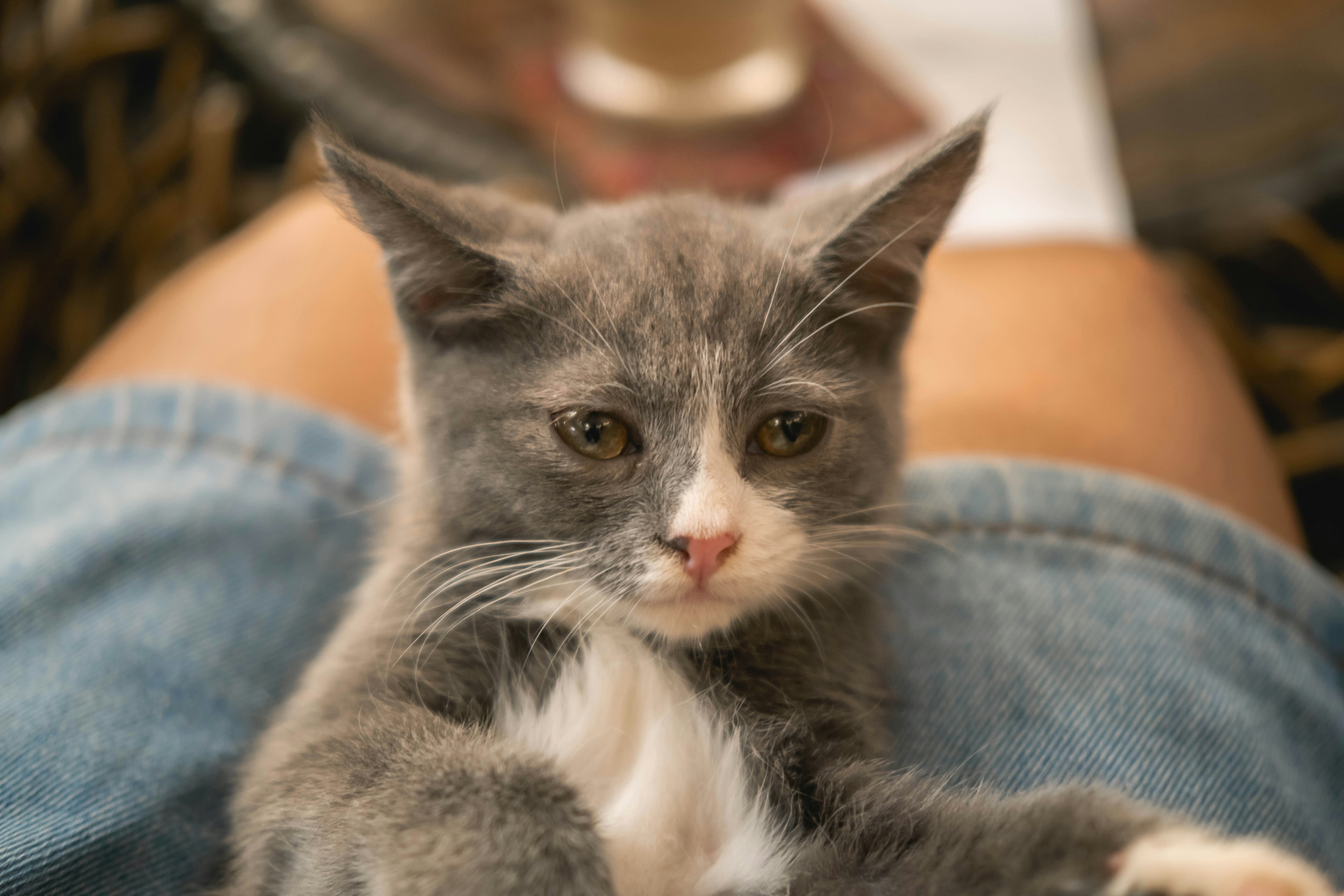 Whiskered Wonder: A Cozy Moment