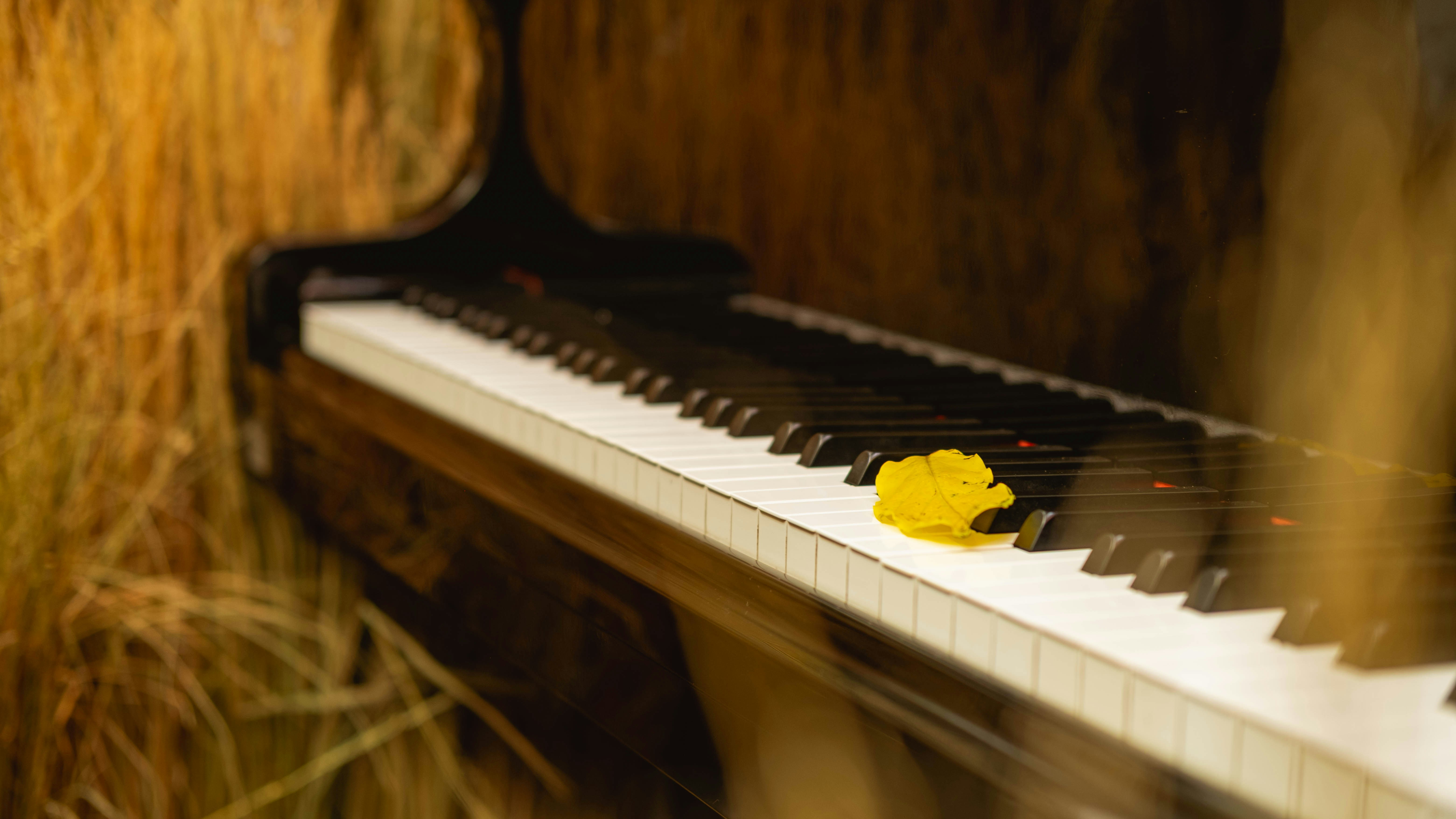 Nature's Melody: A Leaf on the Keys
