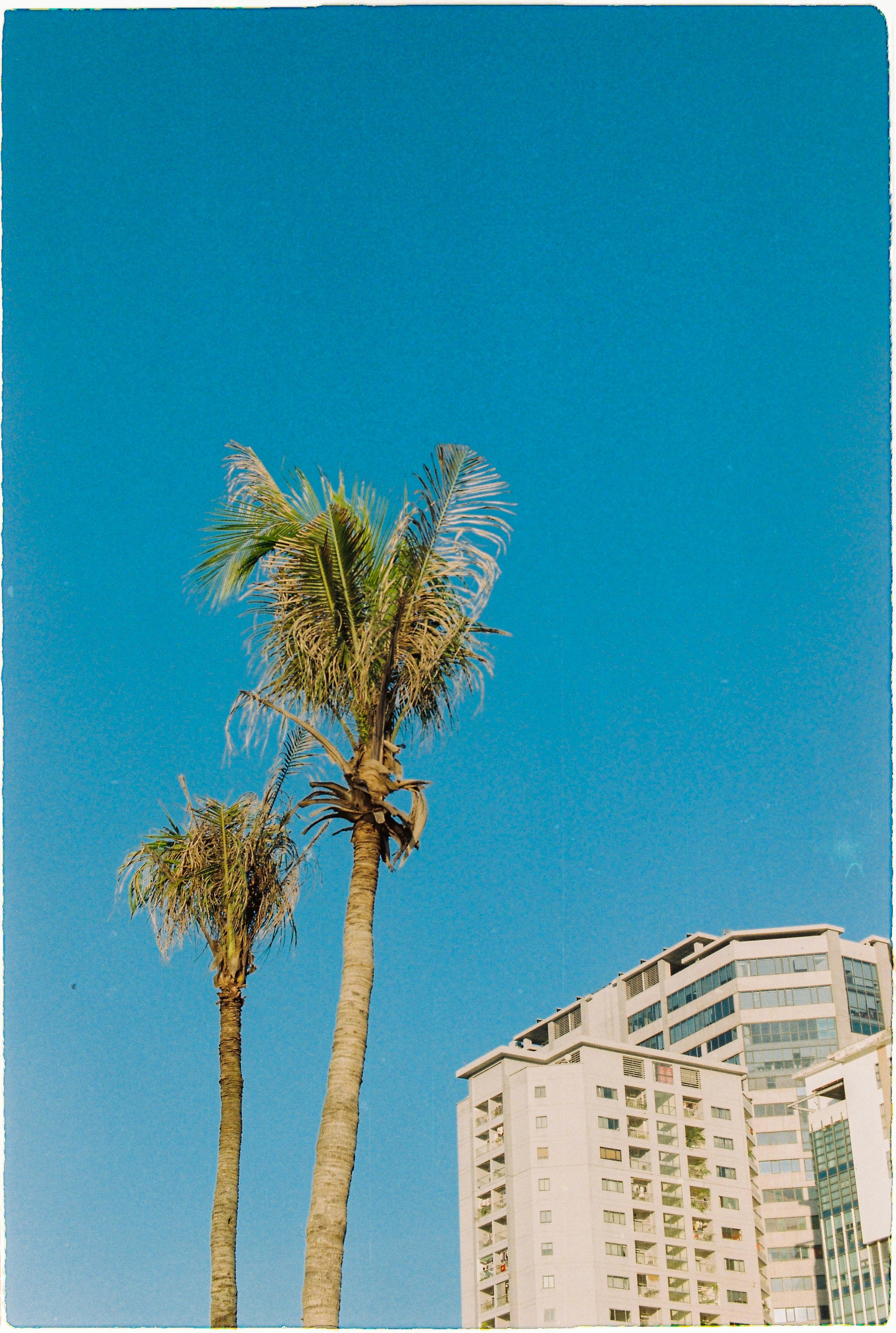 Urban Oasis: Palms Against the Skyline