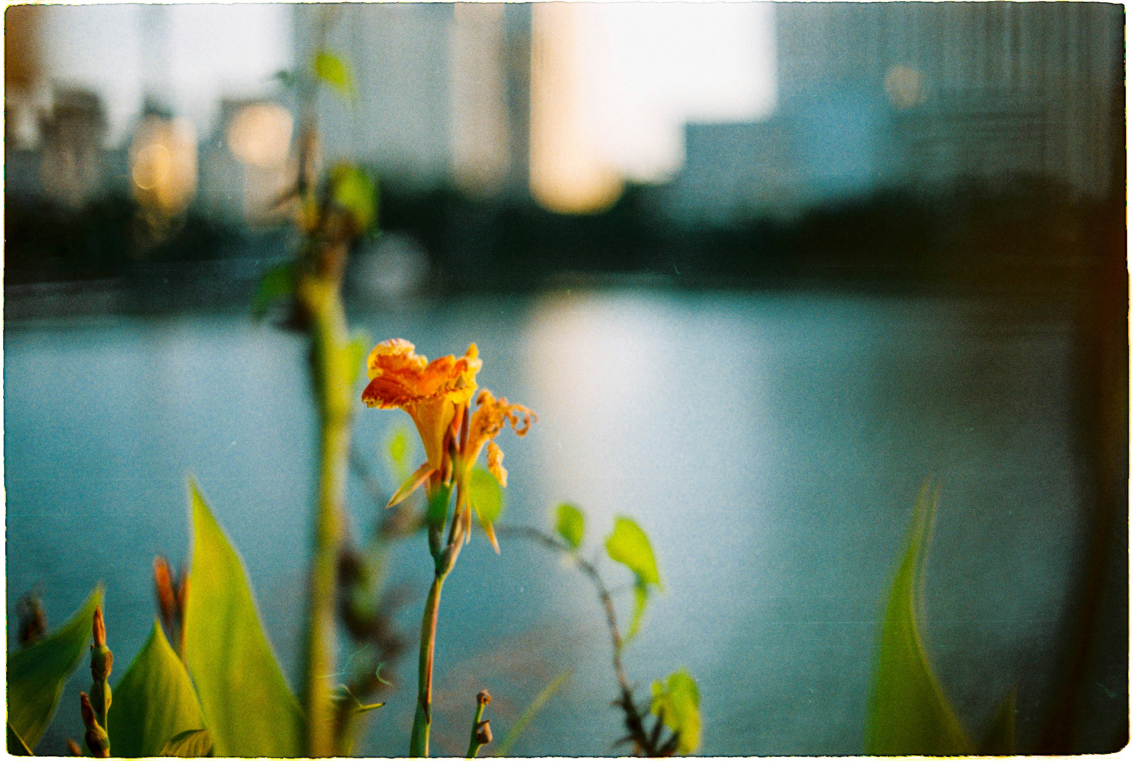 Urban Blossom: Nature's Resilience Amidst Concrete