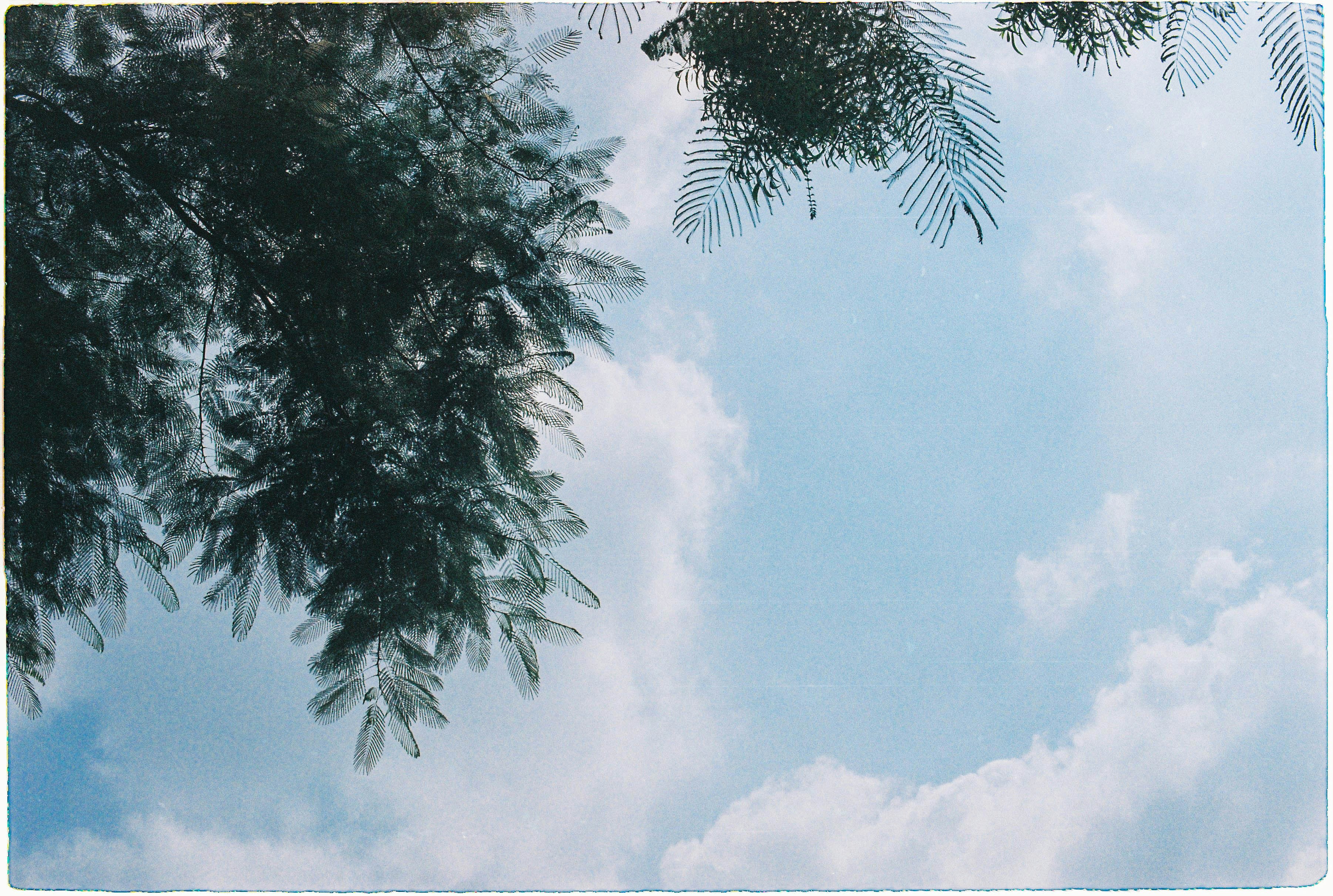 Whispers of Nature Beneath the Sky