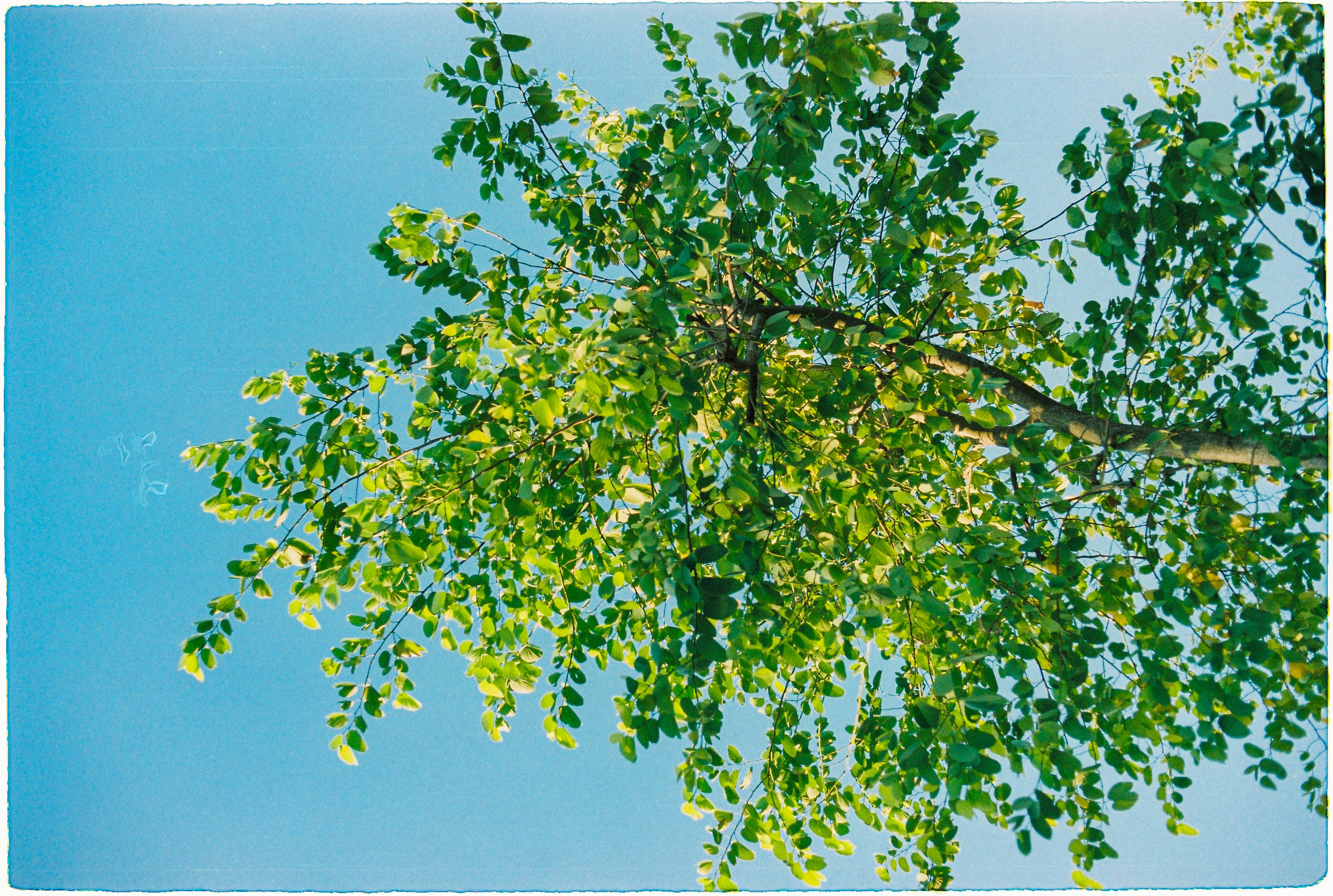 Verdant Canopy: Nature's Embrace