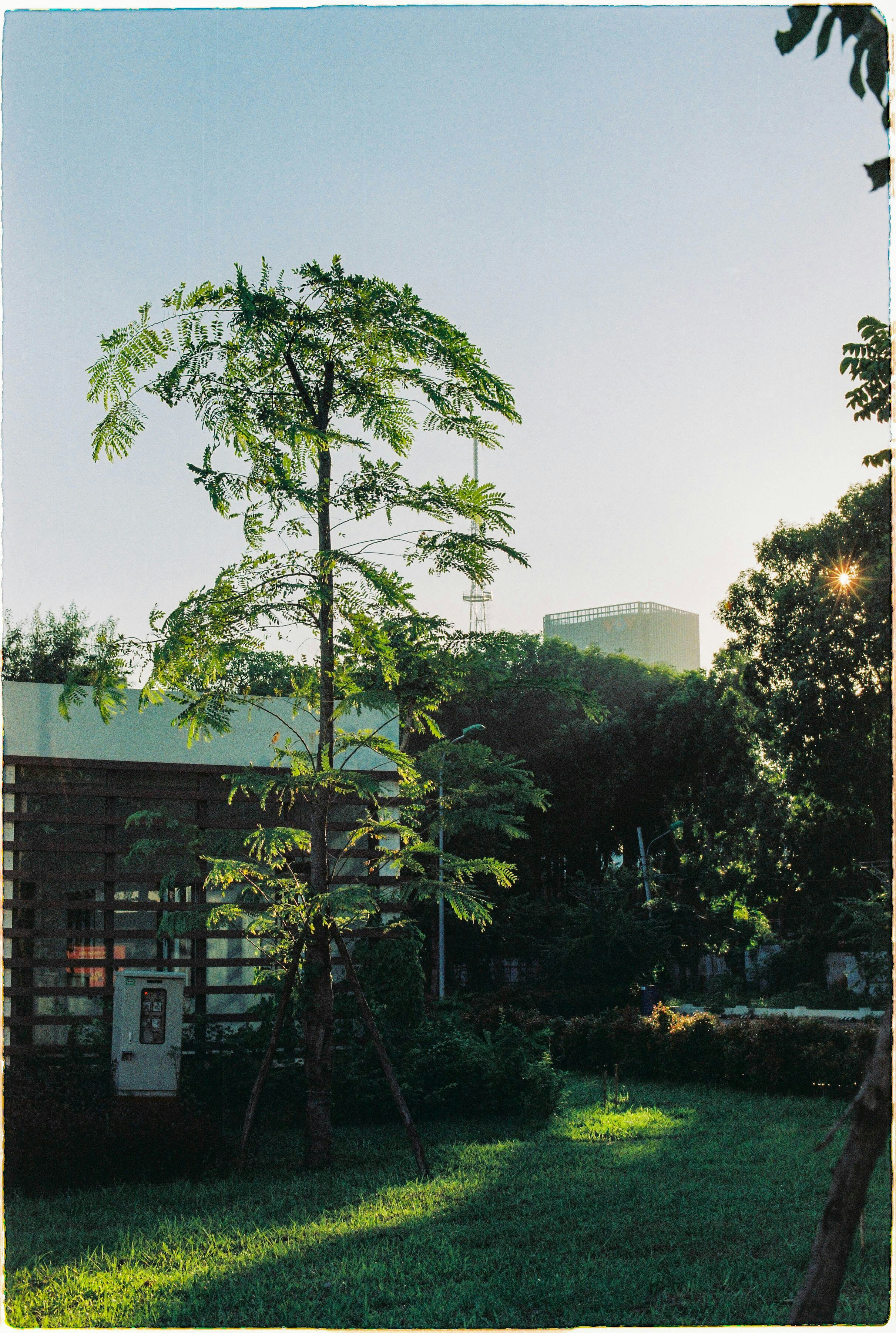 A tall tree with vibrant leaves stands prominently against a clear sky, framed by a modern building and lush greenery. The scene captures the harmony between nature and urban design.