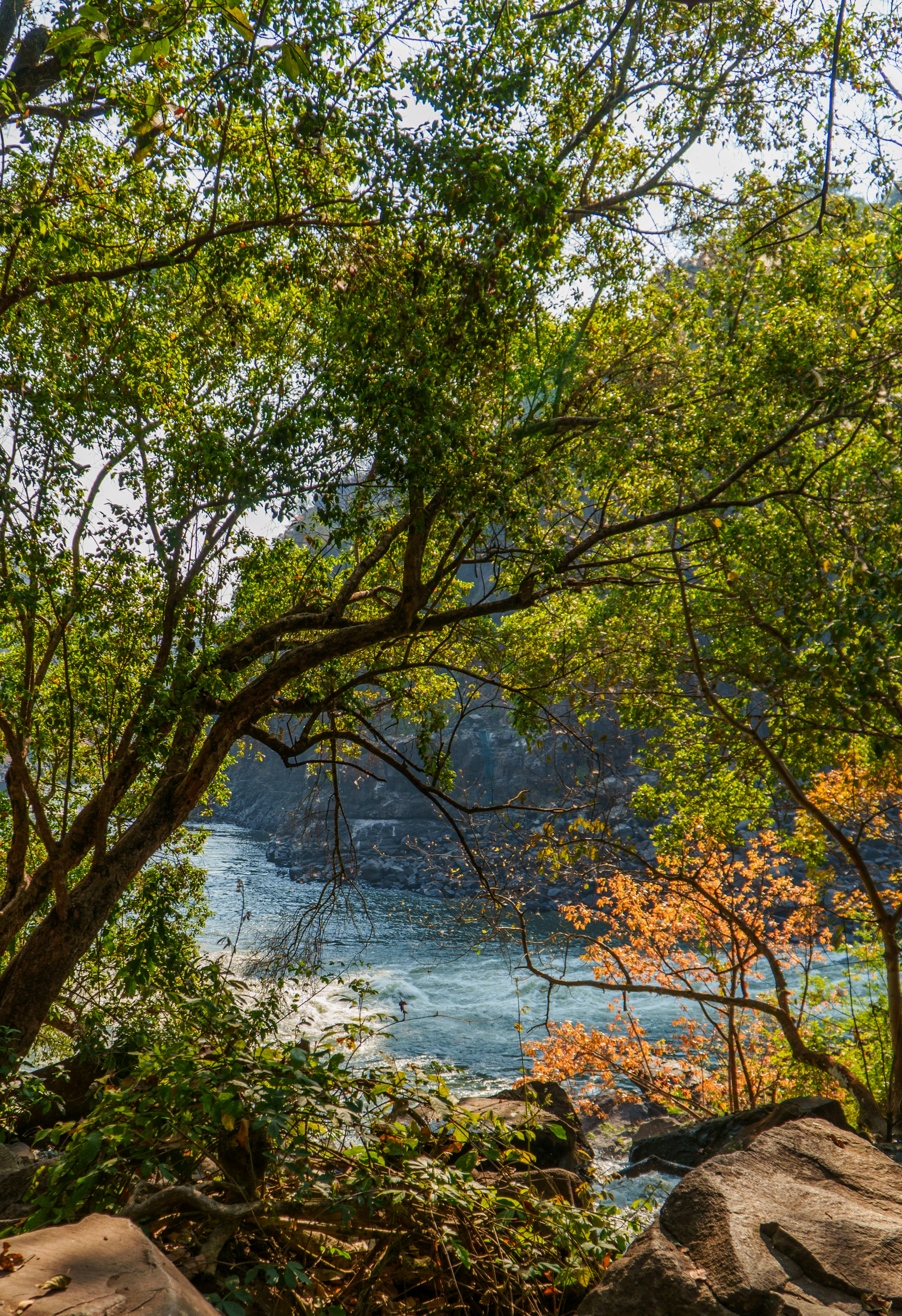 Whispers of the Riverbank