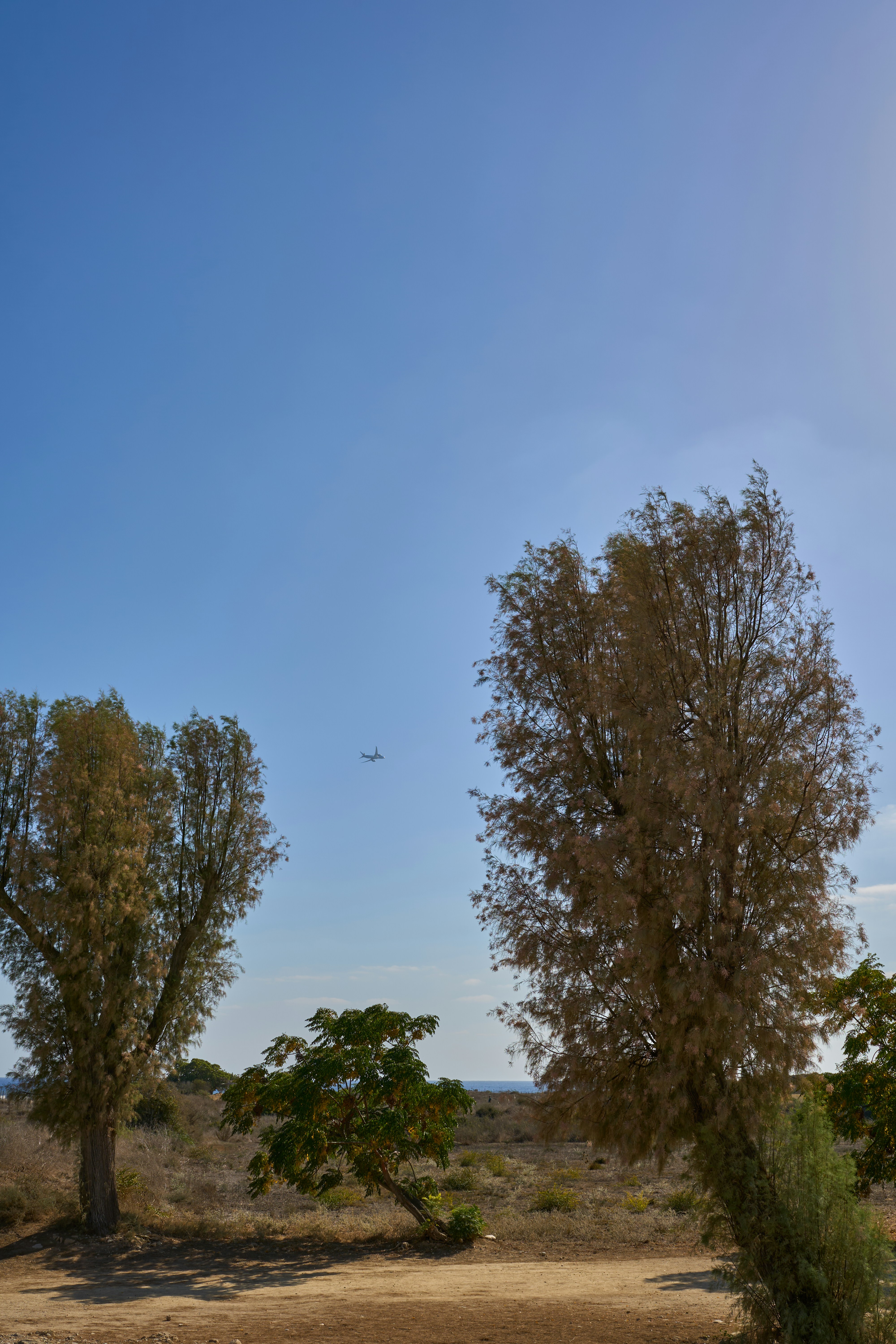 Airplane flying over dry trees and landscape