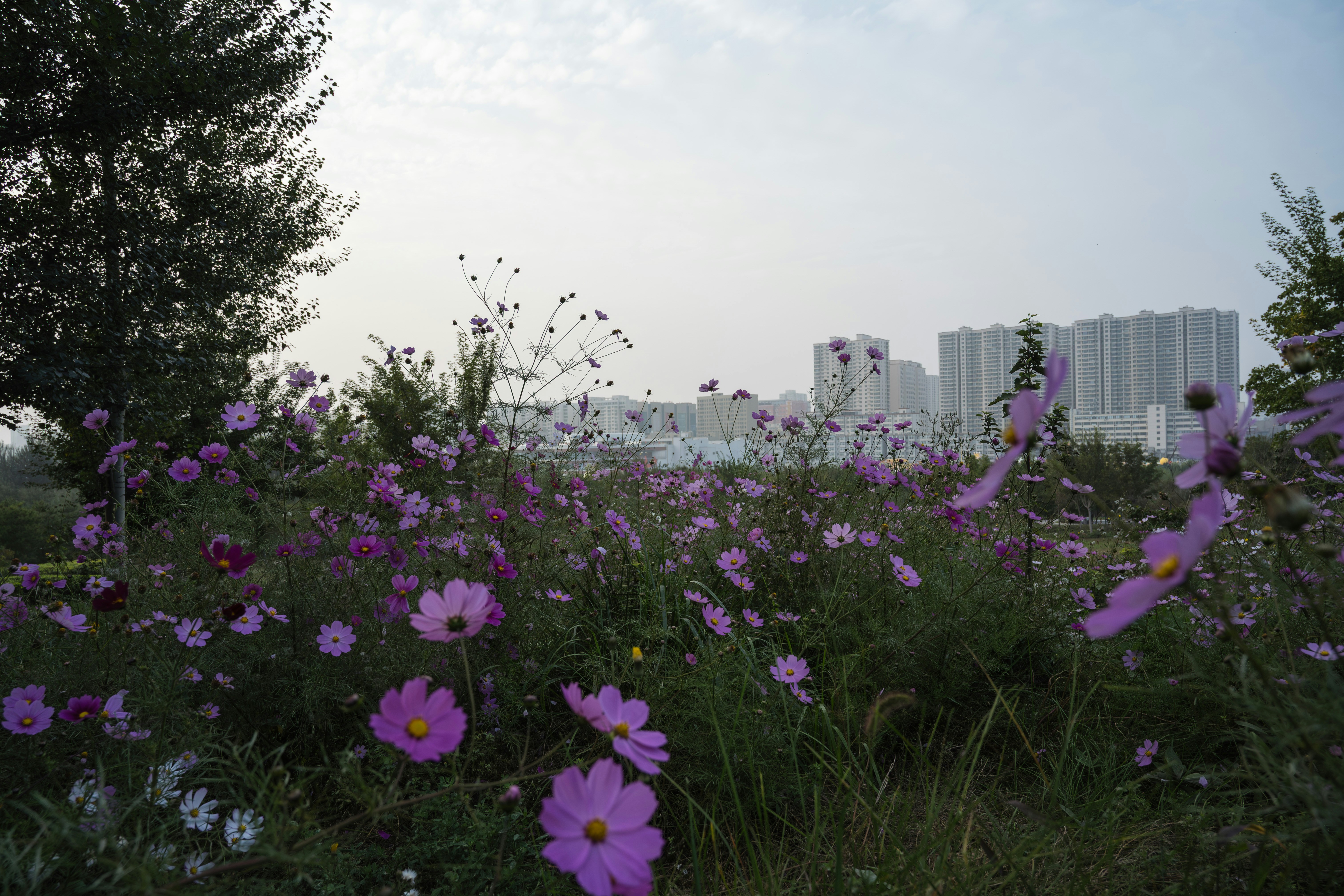 Purple cosmos flowers bloom in a field with buildings.