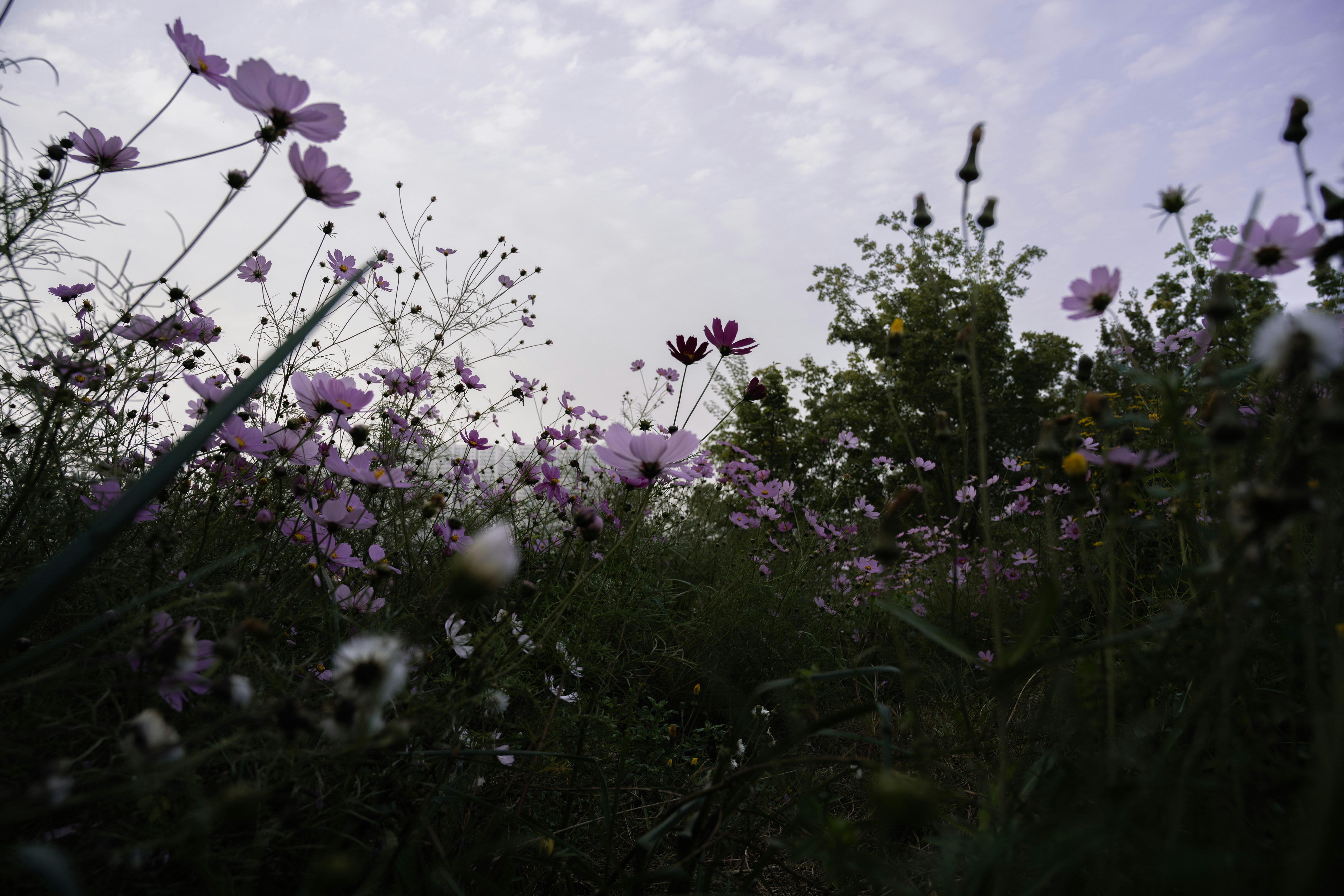 Whispers of Wildflowers at Dusk