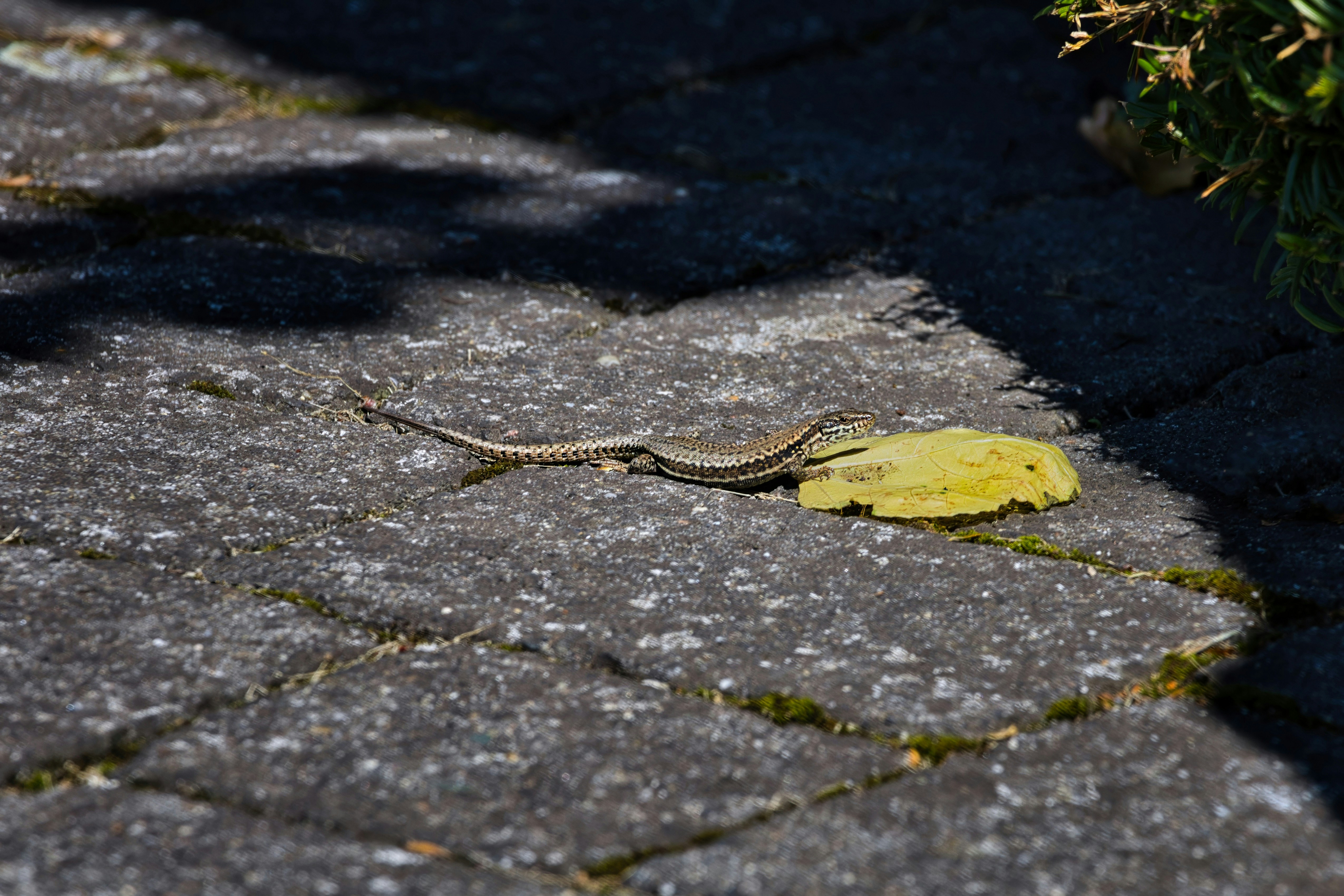 Two lizards bask on a stone patio.