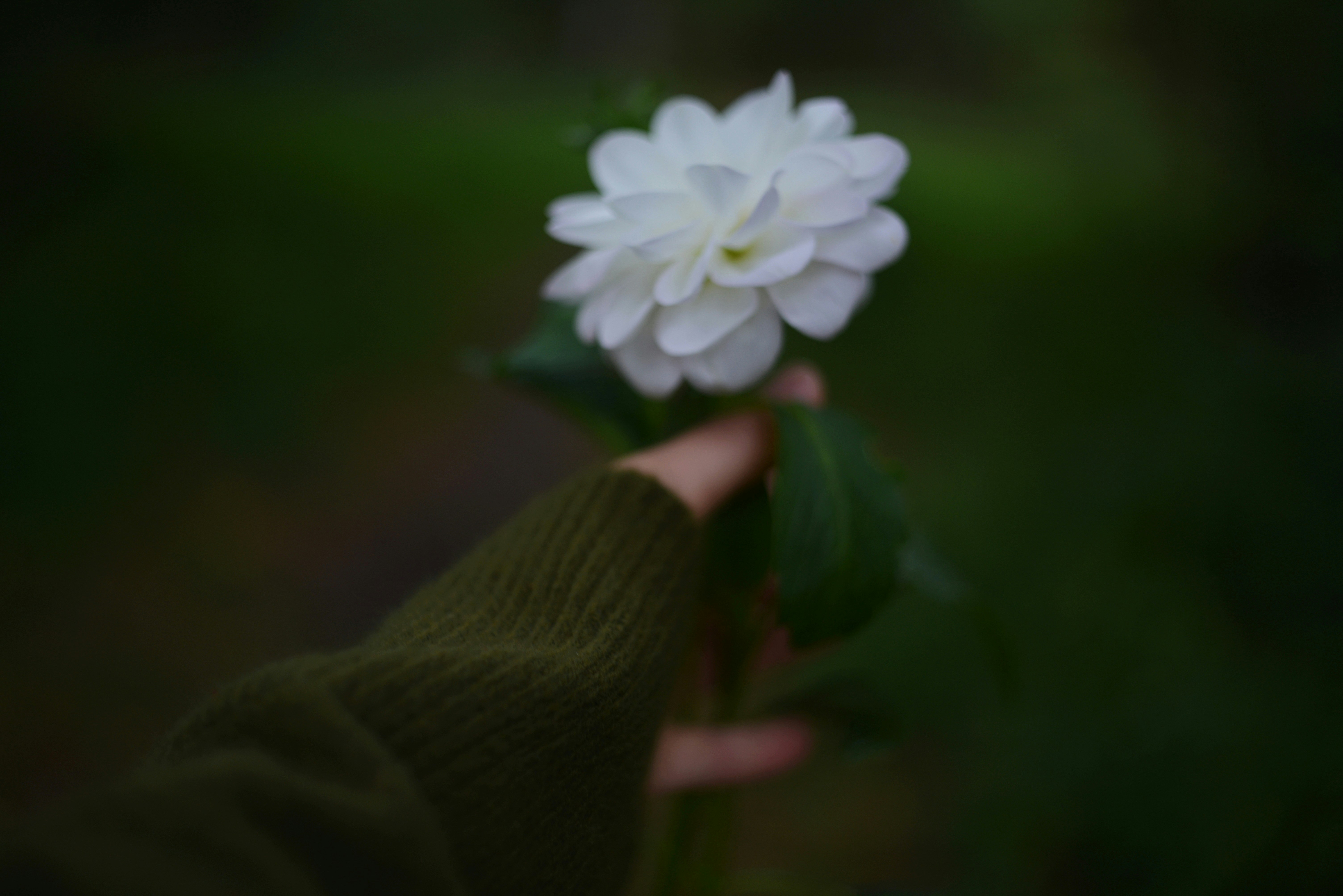 Whispers of Nature: A Delicate Bloom