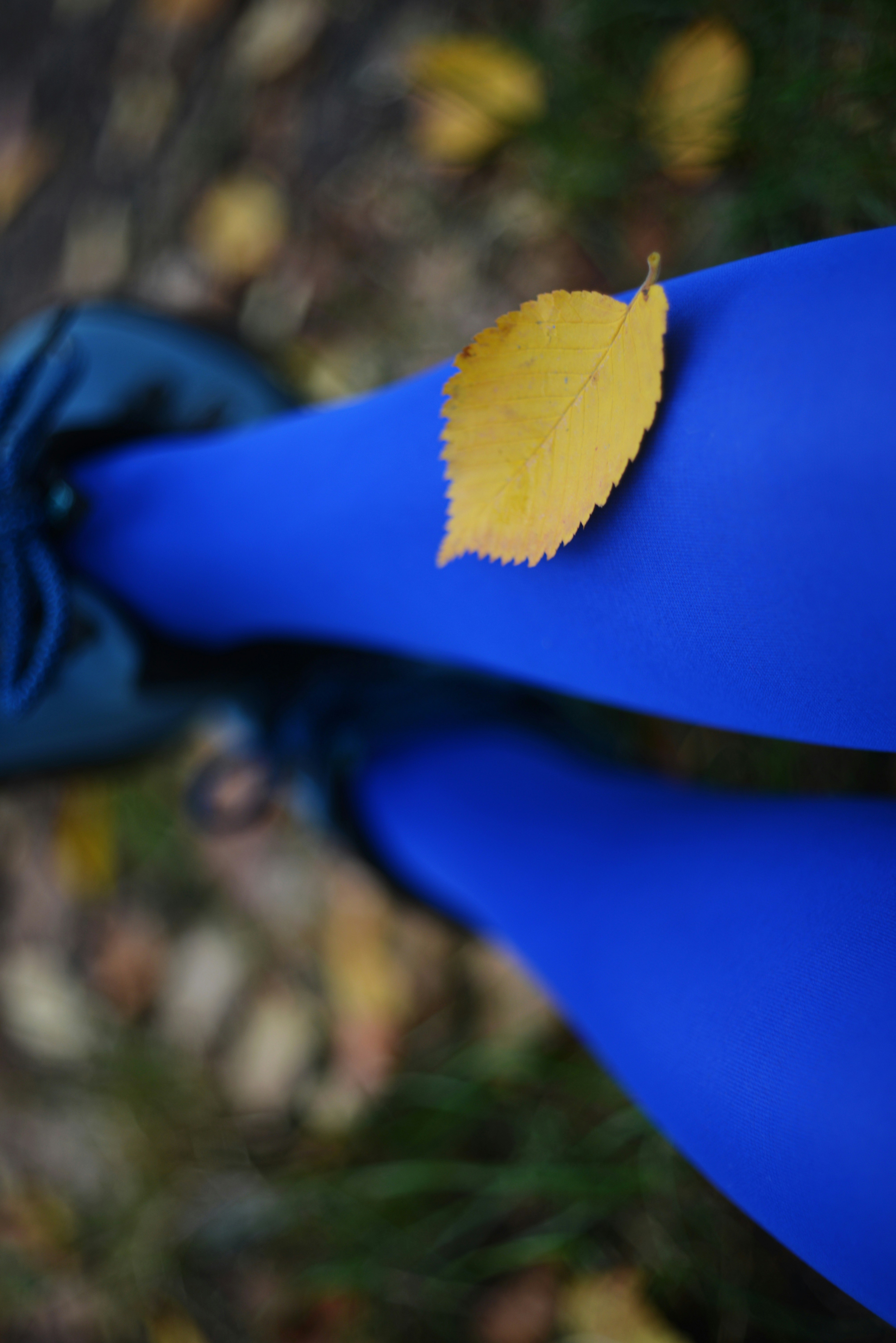 Autumn's Touch: A Dance of Color and Texture