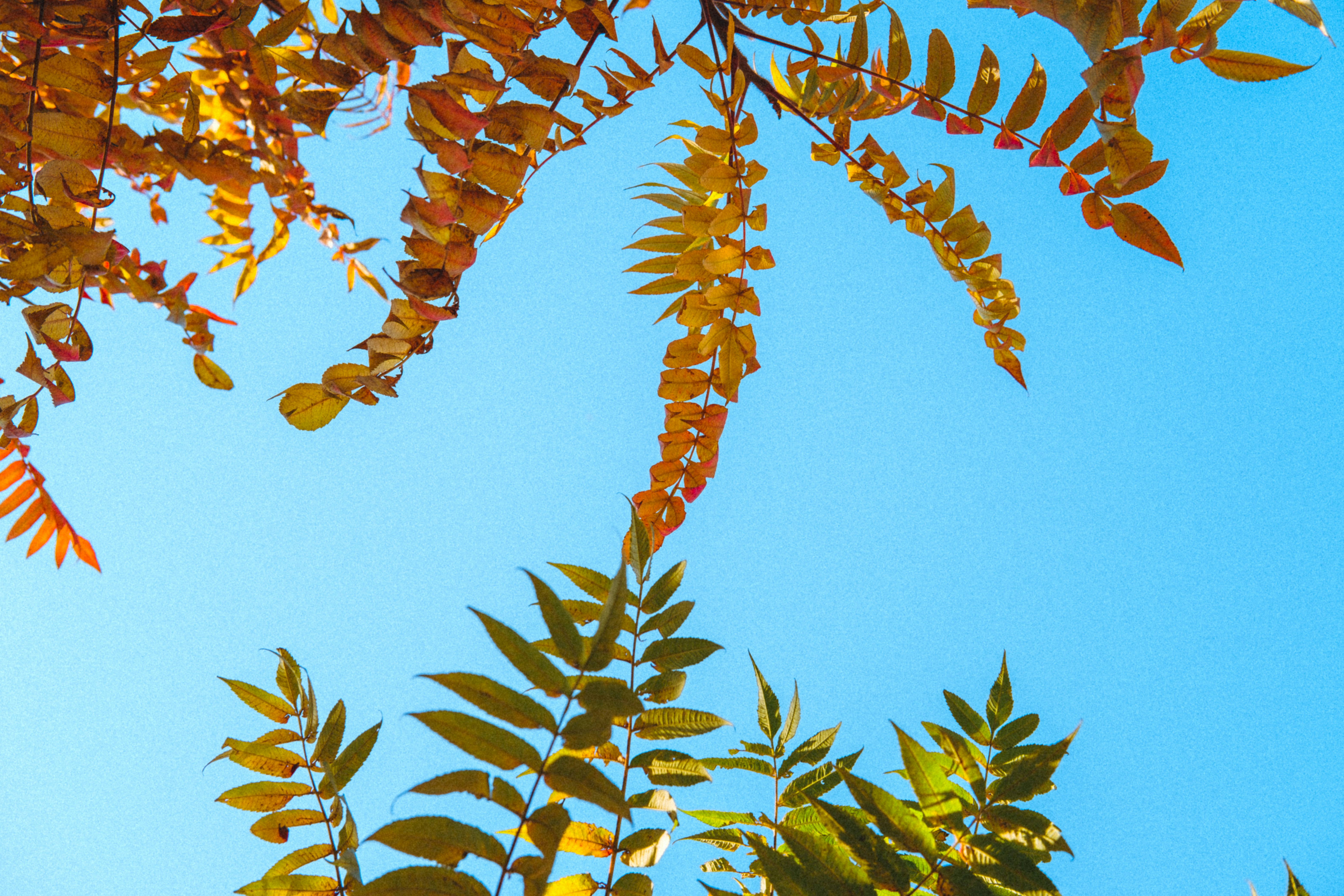 Whispers of Autumn: A Canopy of Color