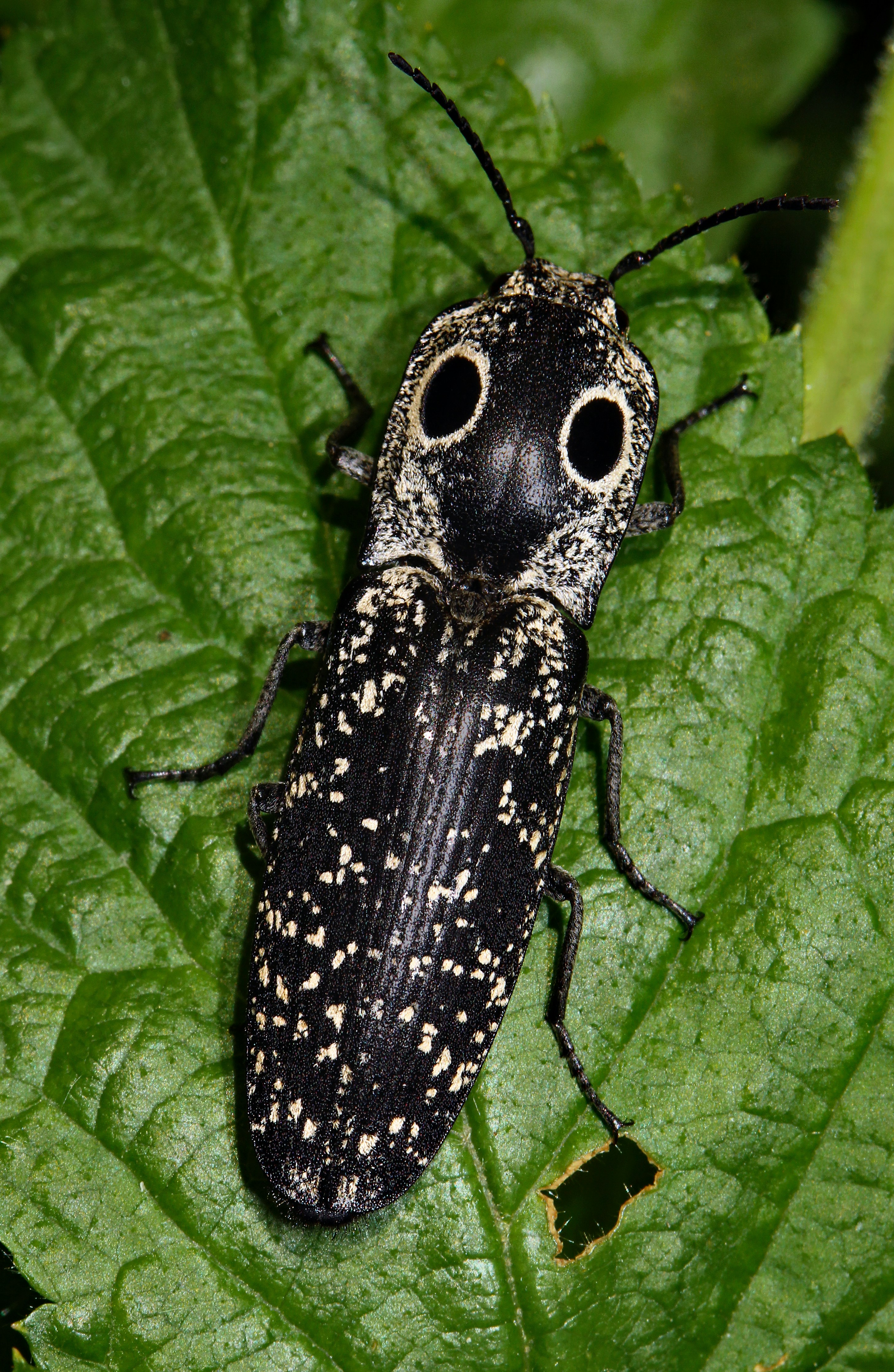 A spotted beetle resting on a vibrant green leaf, showcasing its unique patterns and textures. The intricate details highlight the beauty of nature's small wonders.