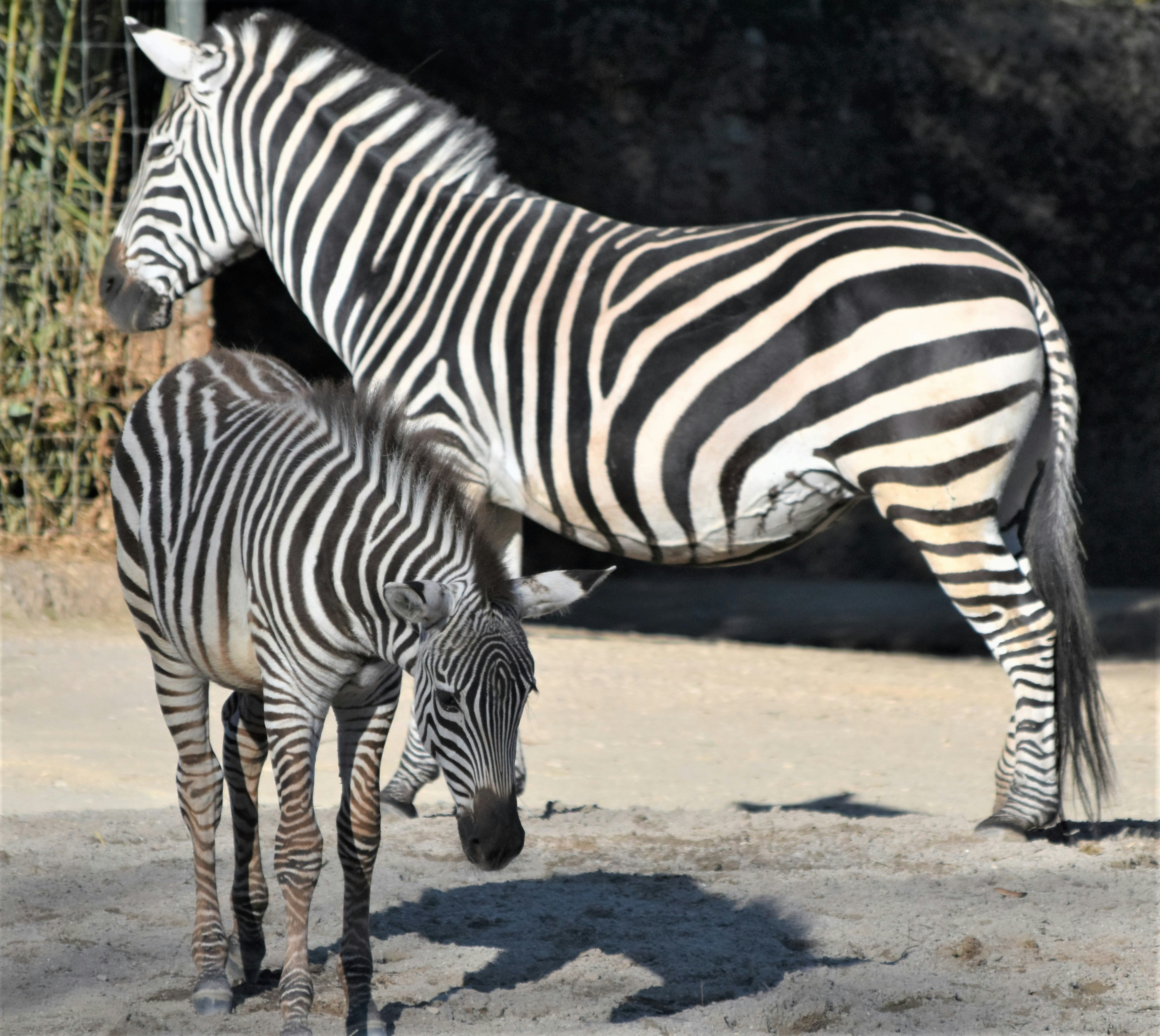 Zebras | Two zebras standing on sandy ground outdoors.