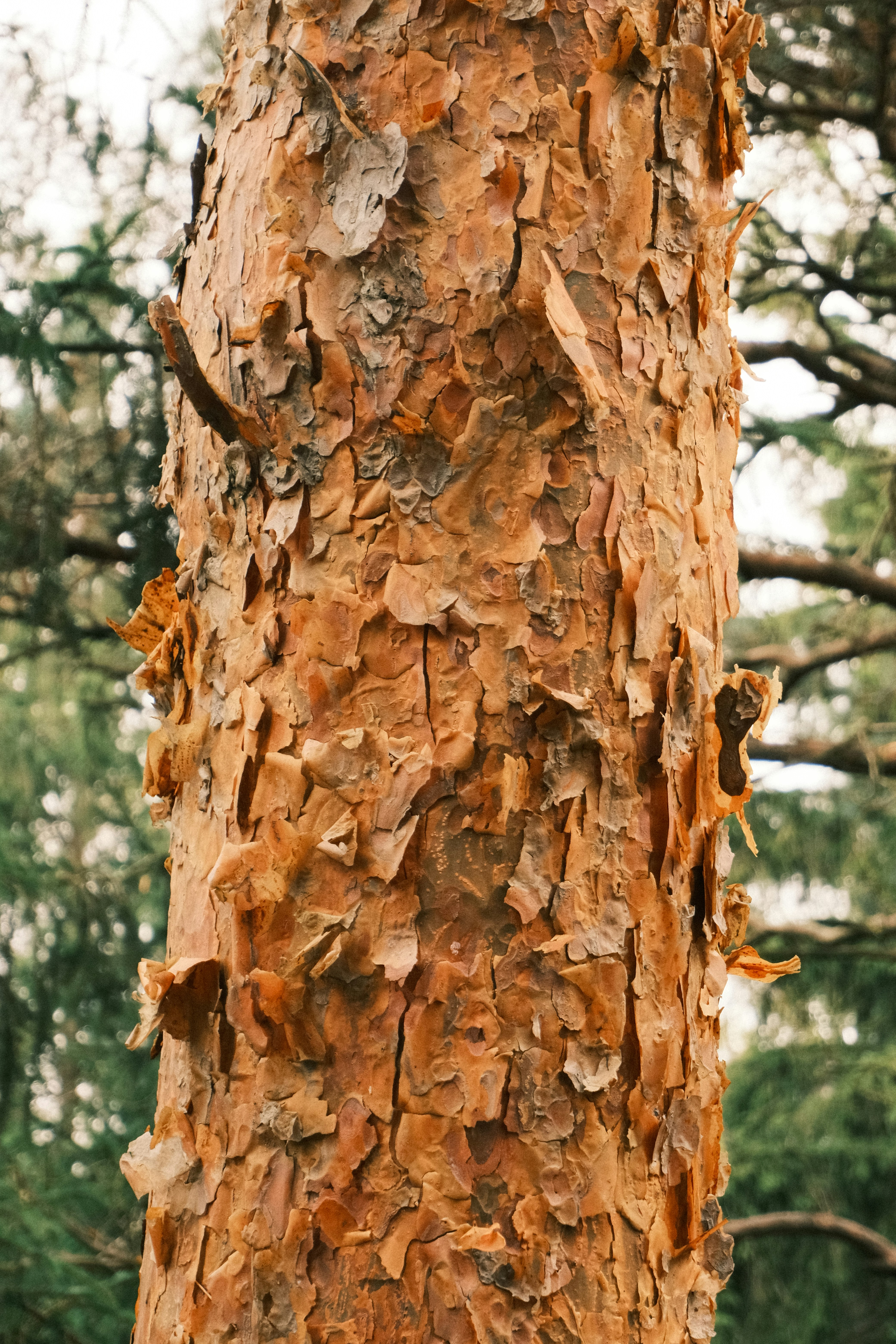 Nature's Textured Canvas