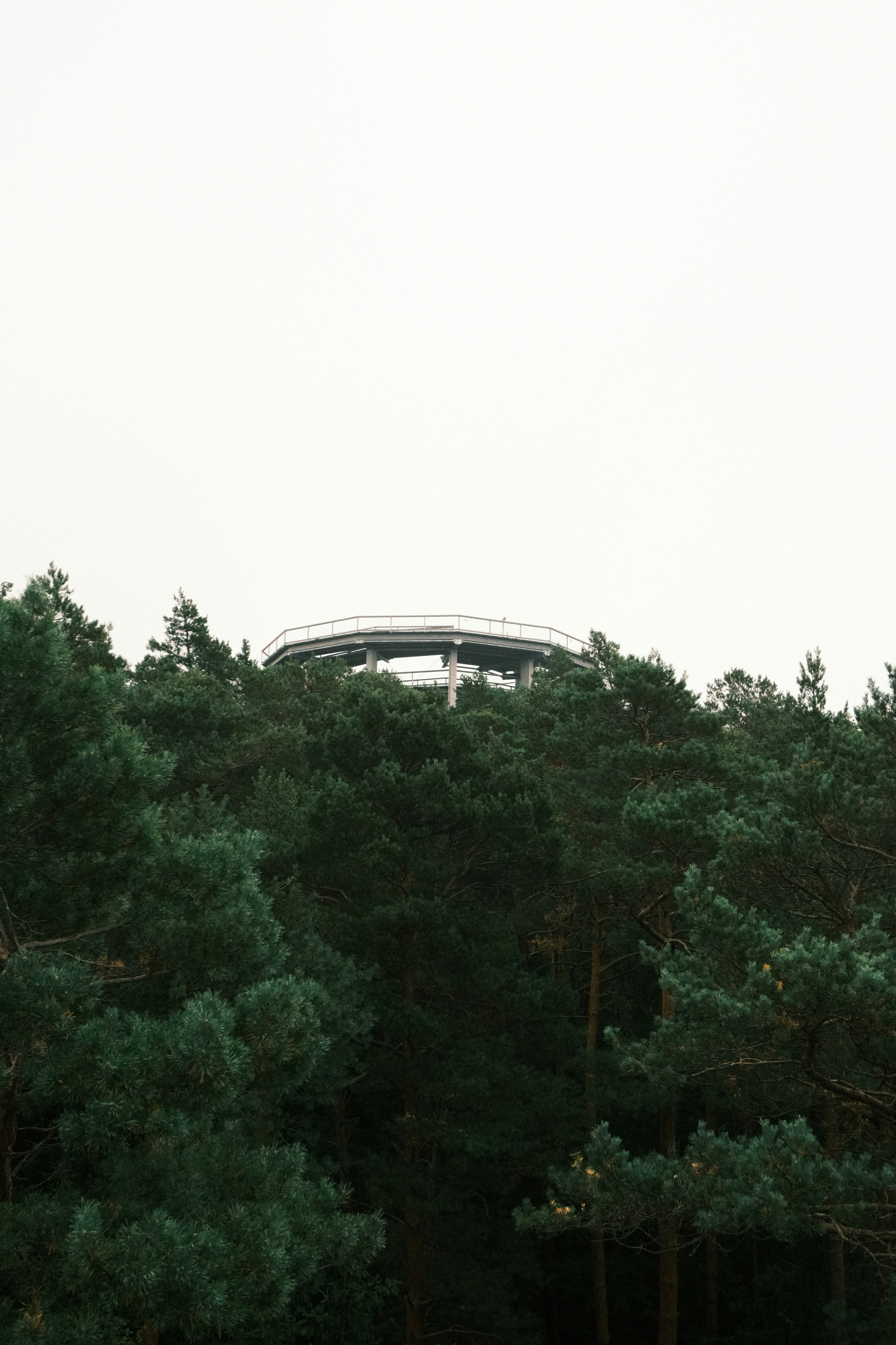 Above the Canopy: A Hidden Observation Deck