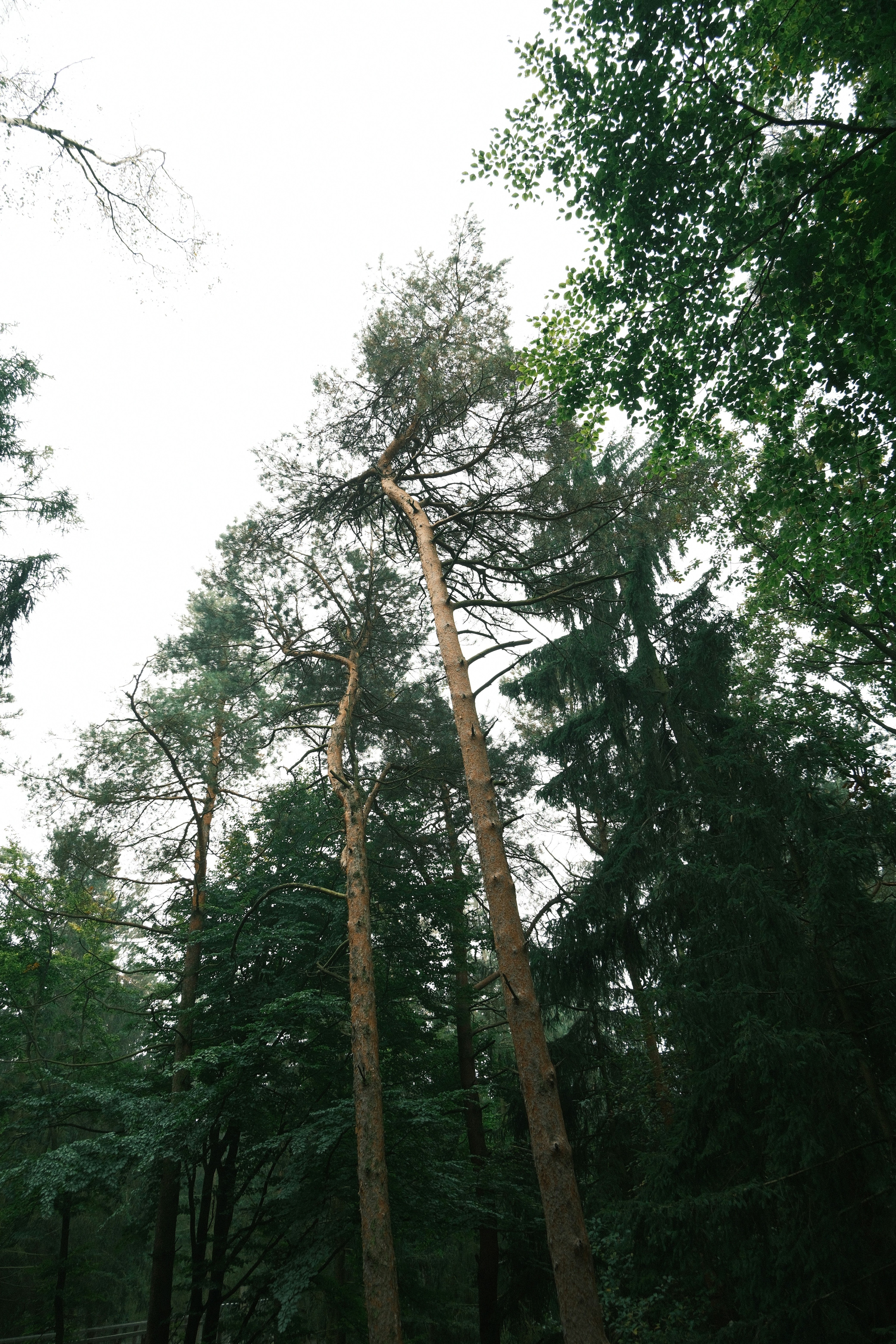 Two towering pines stretch skyward amidst a lush green forest, their branches reaching for the overcast sky.