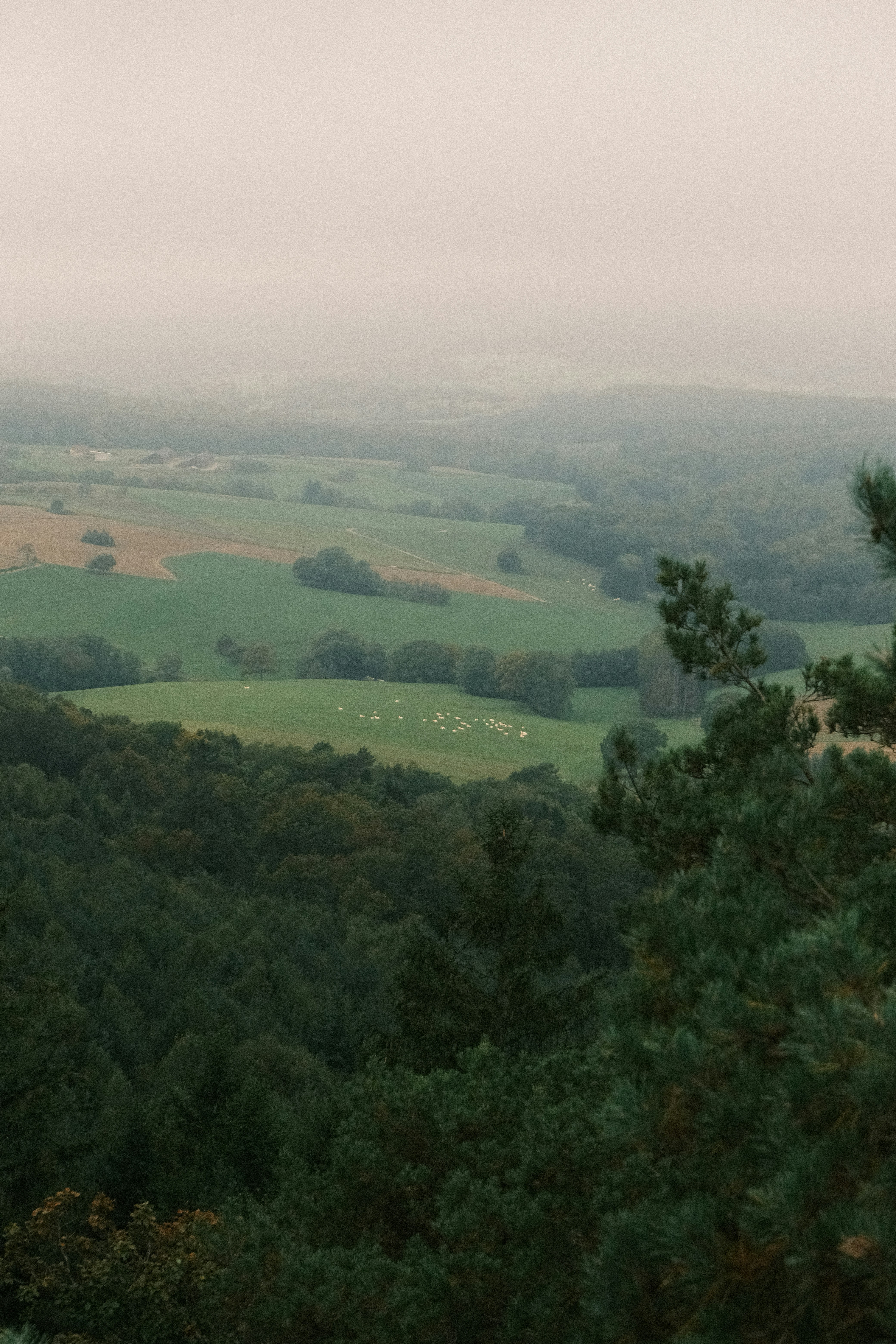 Lush green fields stretch across a misty landscape, dotted with grazing sheep, framed by a dense forest. The serene atmosphere evokes a sense of tranquility.
