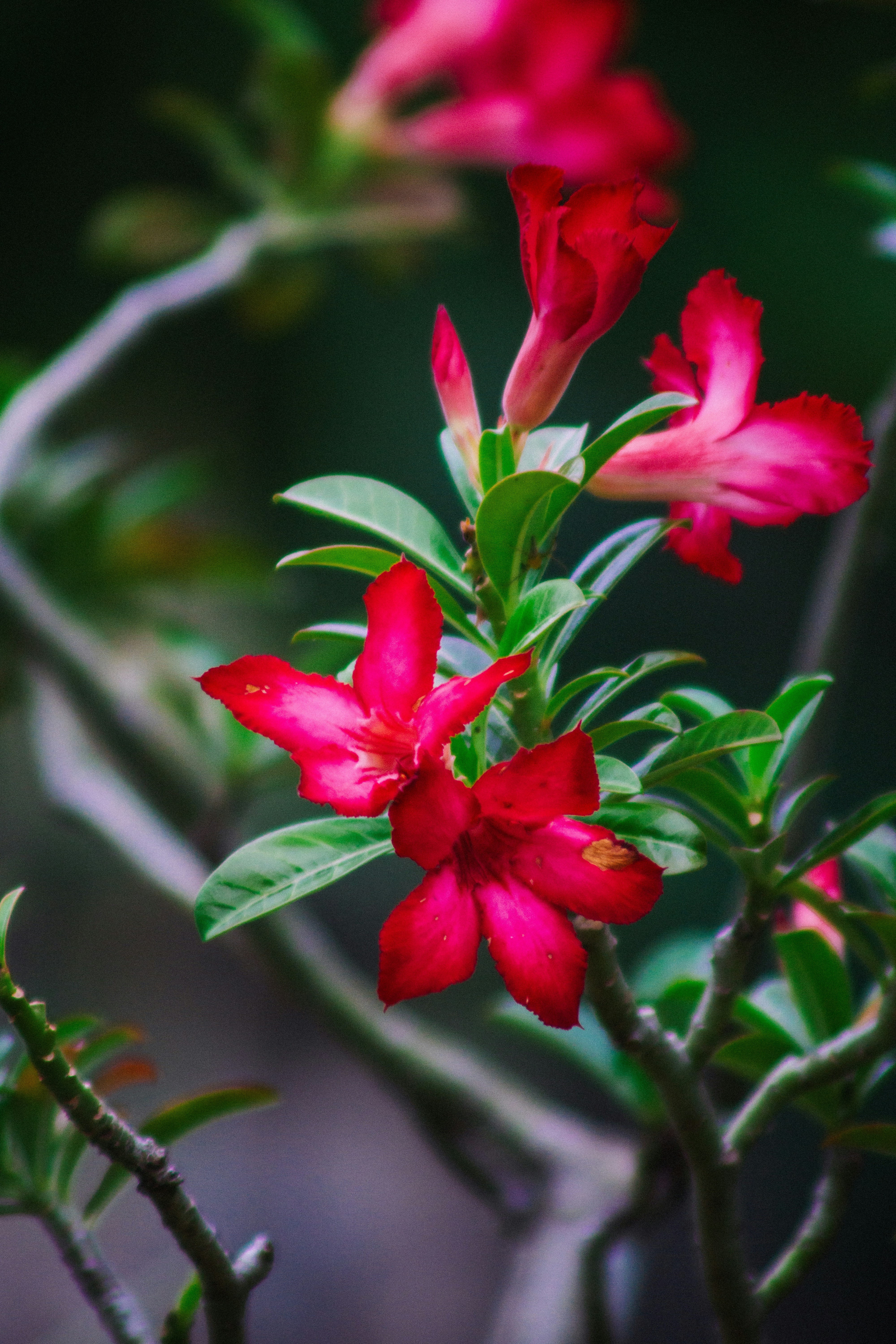 Bright pink flowers bloom among green leaves, showcasing nature's vivid palette.