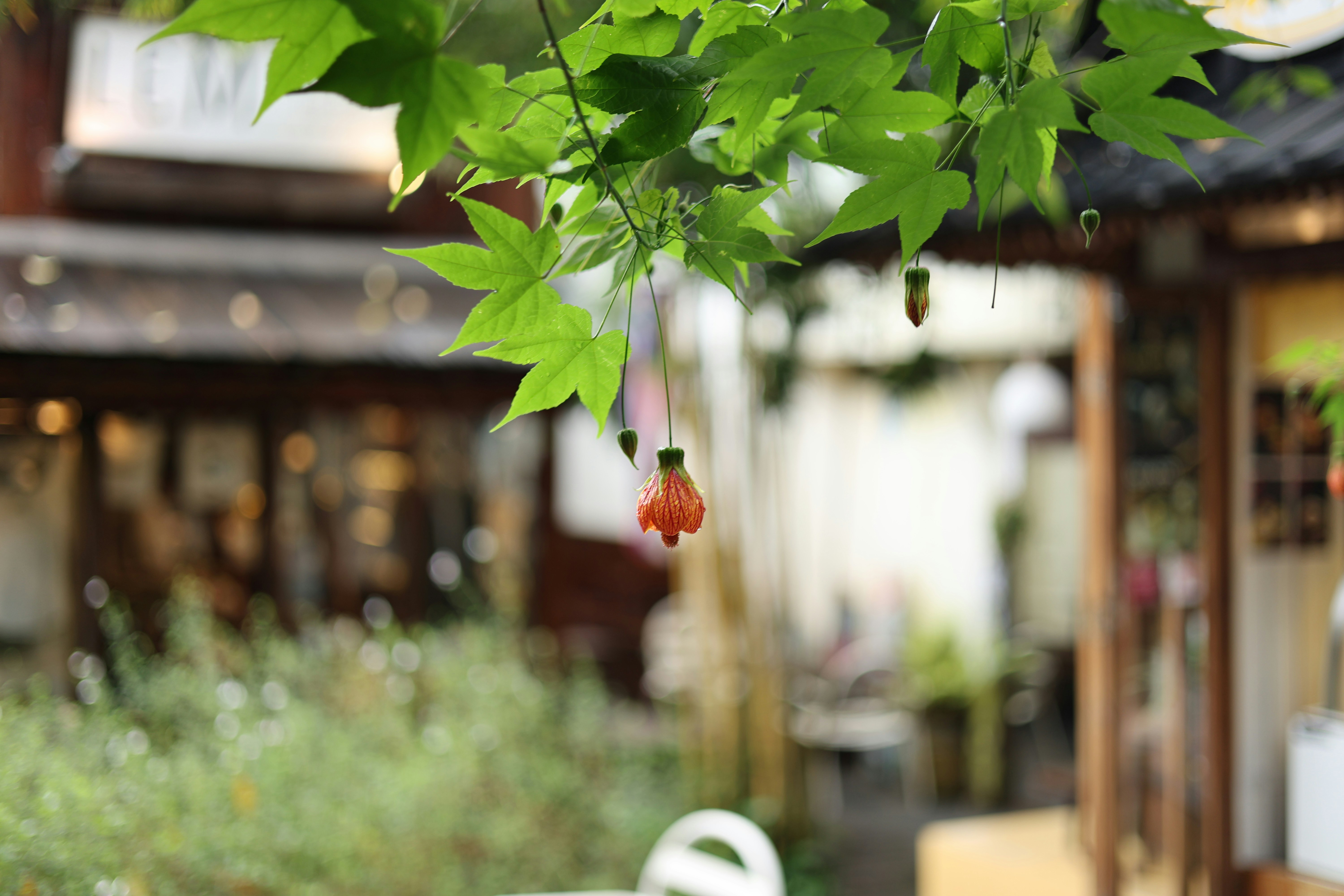 Whispers of Nature in an Urban Oasis