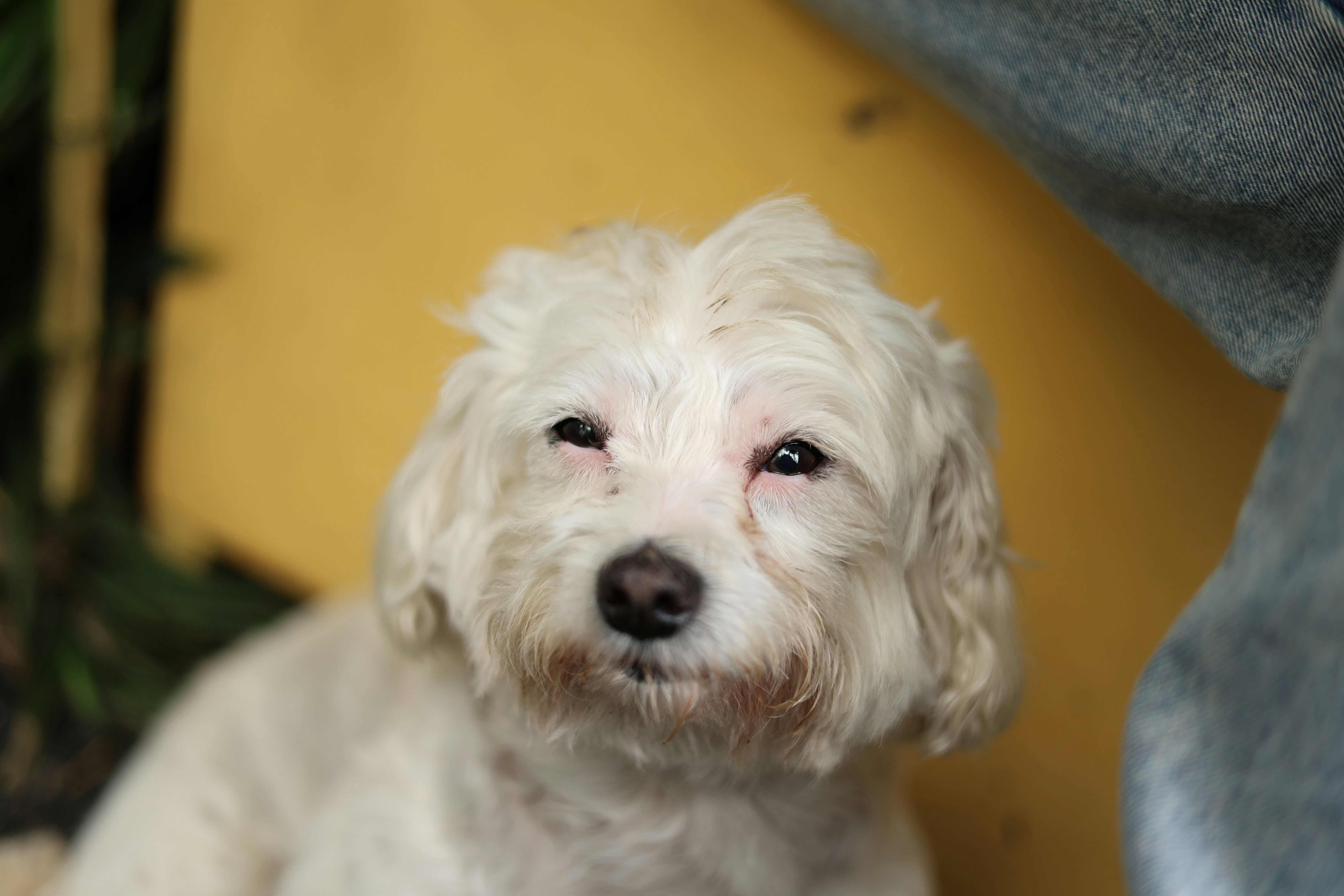 Whiskered Serenity: A Pup's Quiet Moment