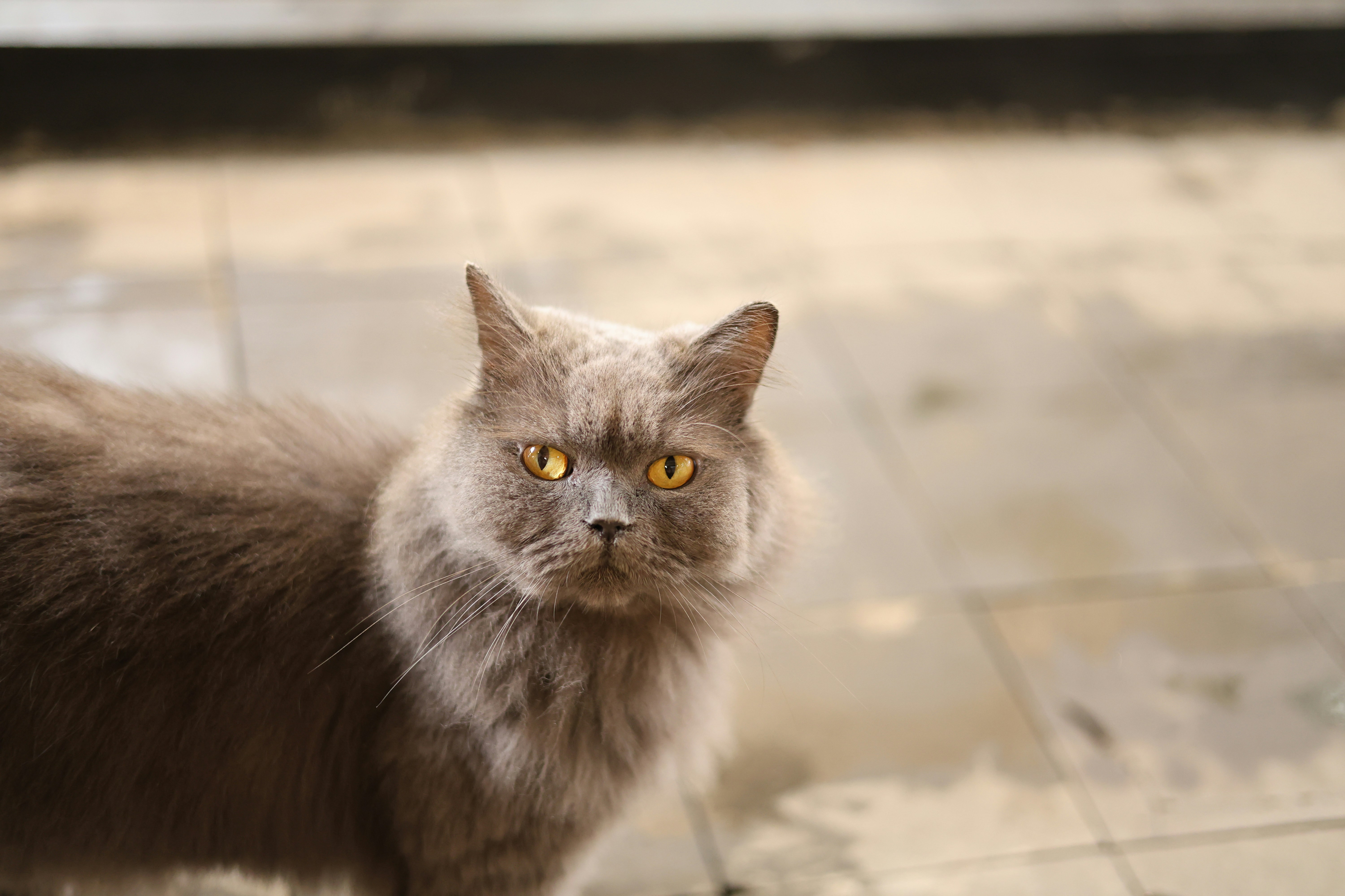 Whiskered Watcher in a Sunlit Space