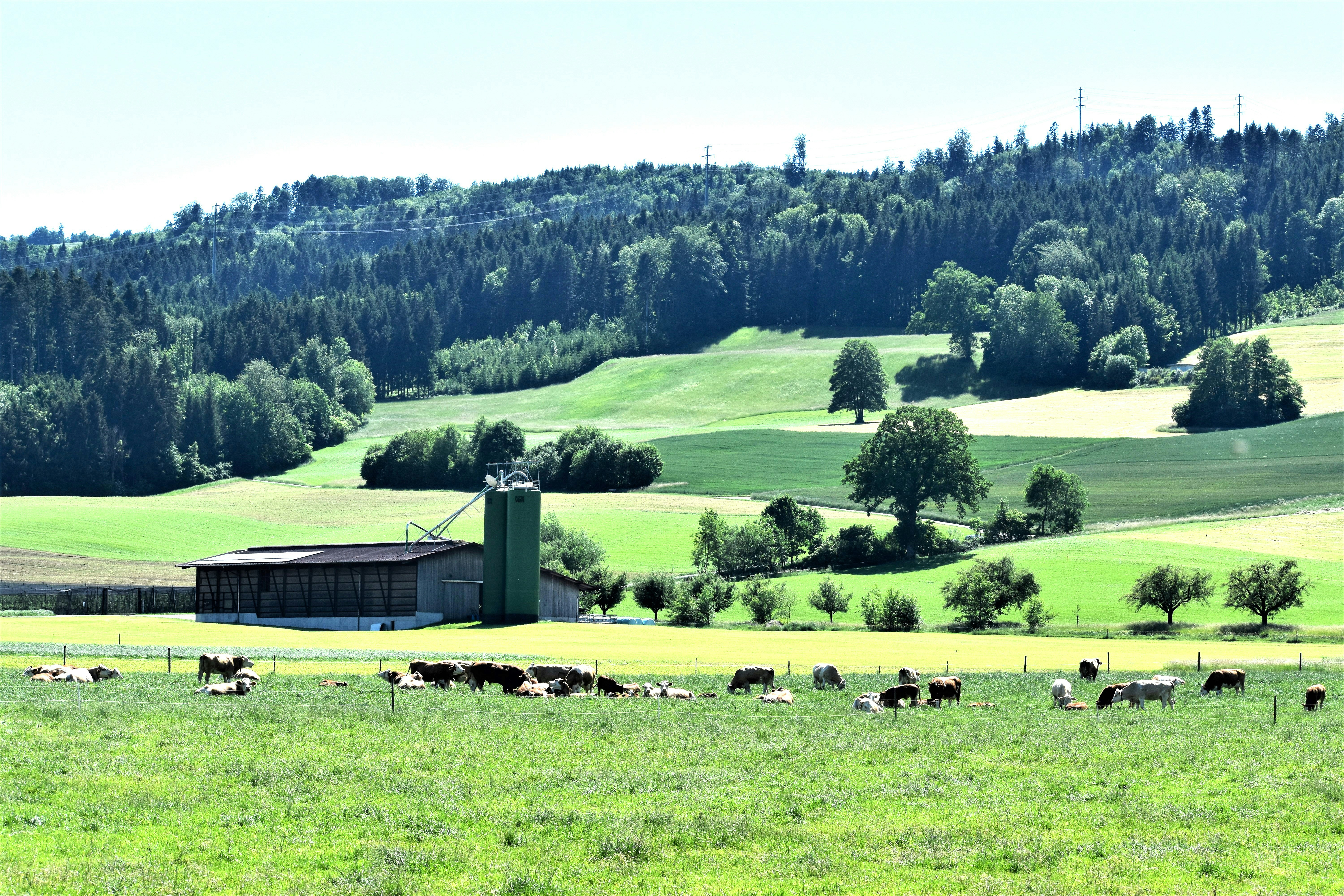 Pastoral Harmony: A Symphony of Green and Grazing