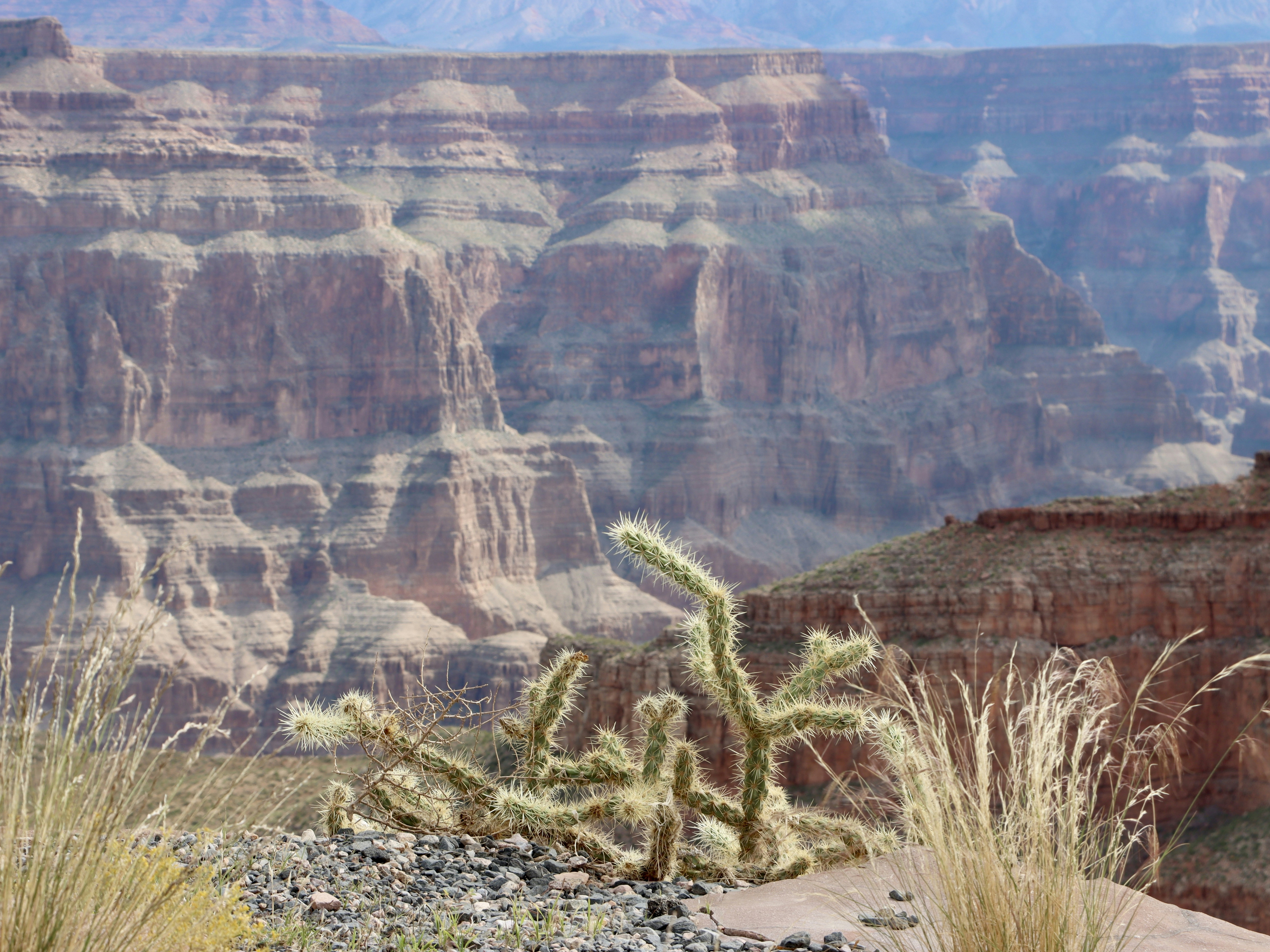 Desert Resilience: Life at the Edge of the Canyon