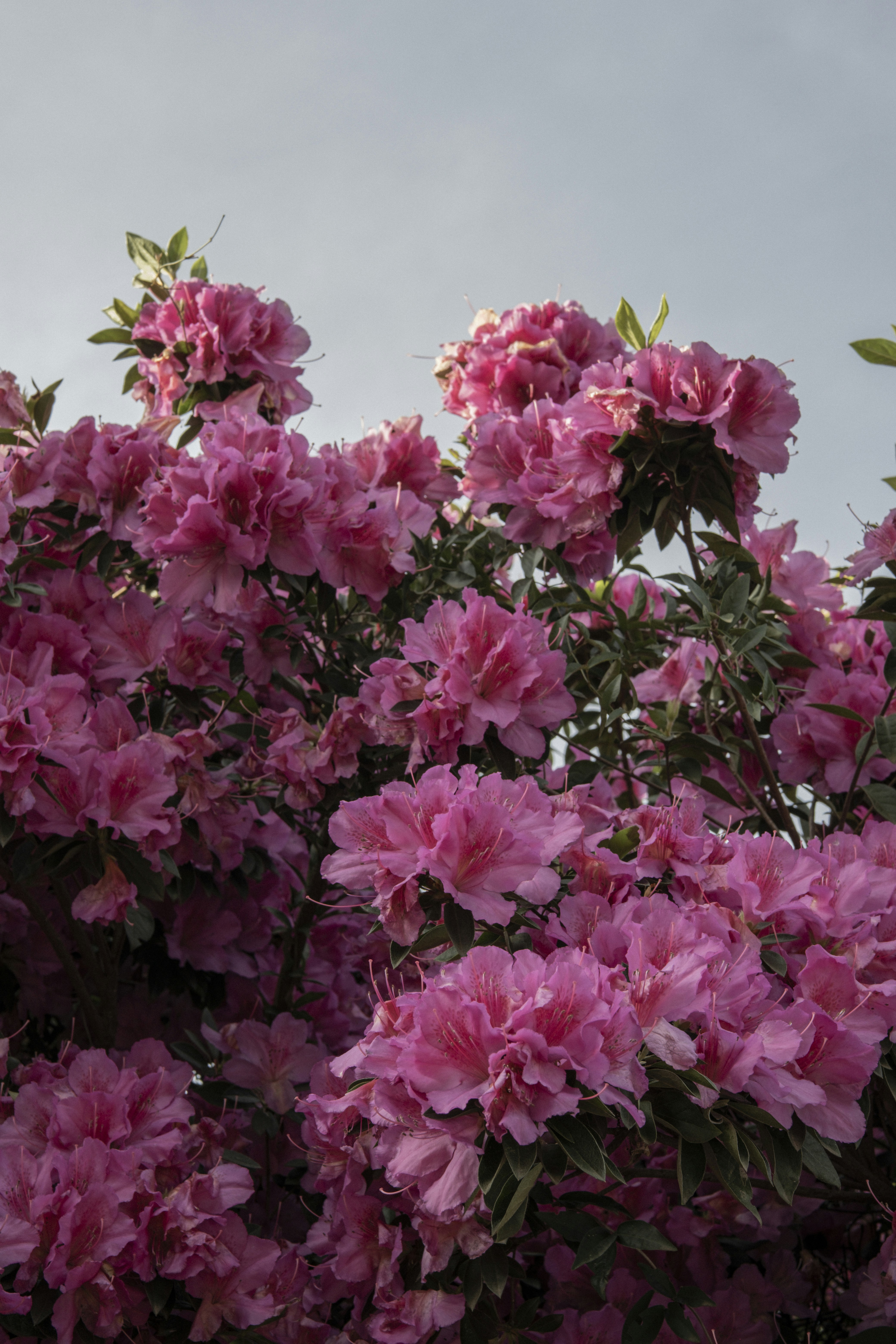 Vibrant pink azalea flowers bursting with life against a soft gray sky.