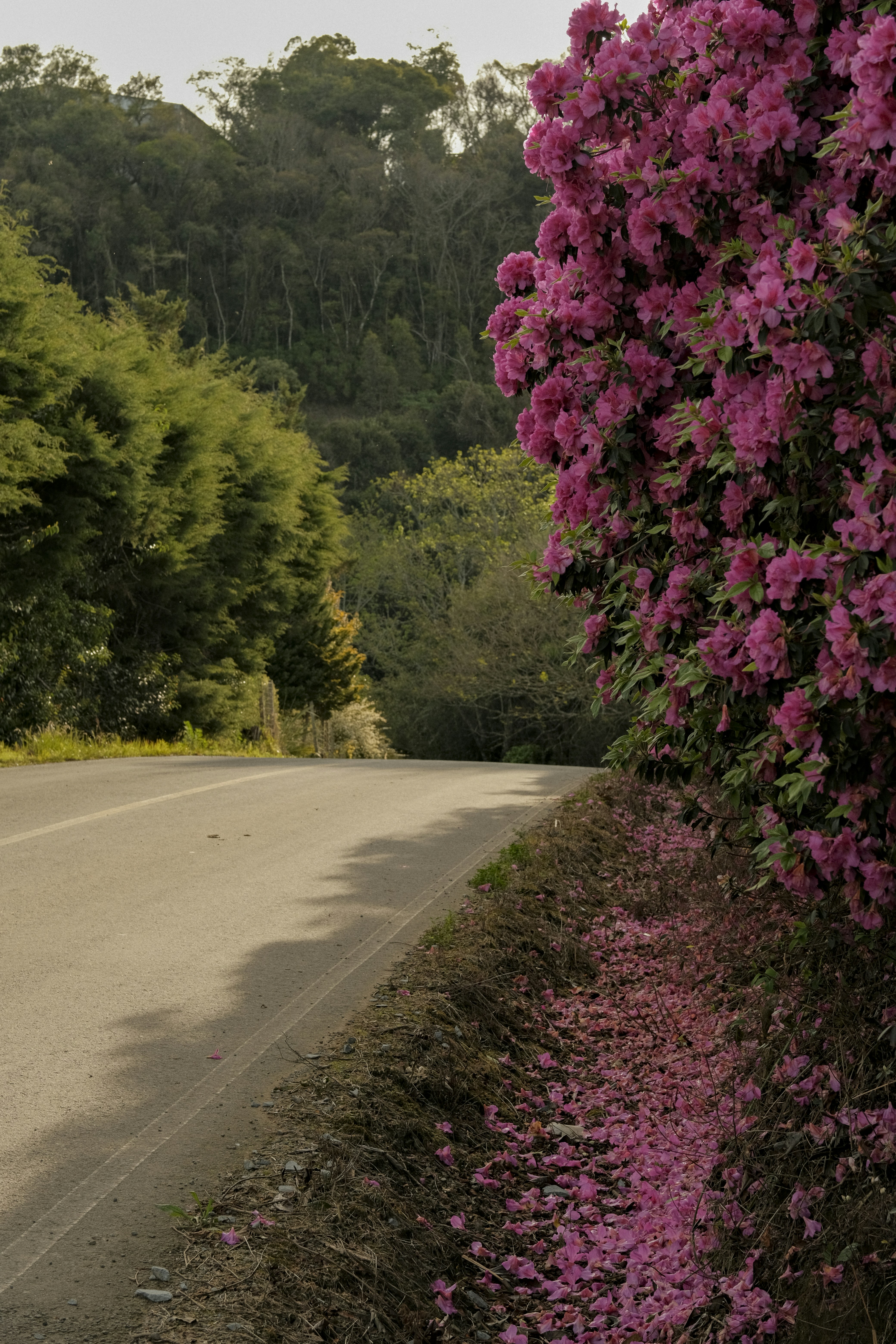 Blossoms by the Roadside: A Serene Journey