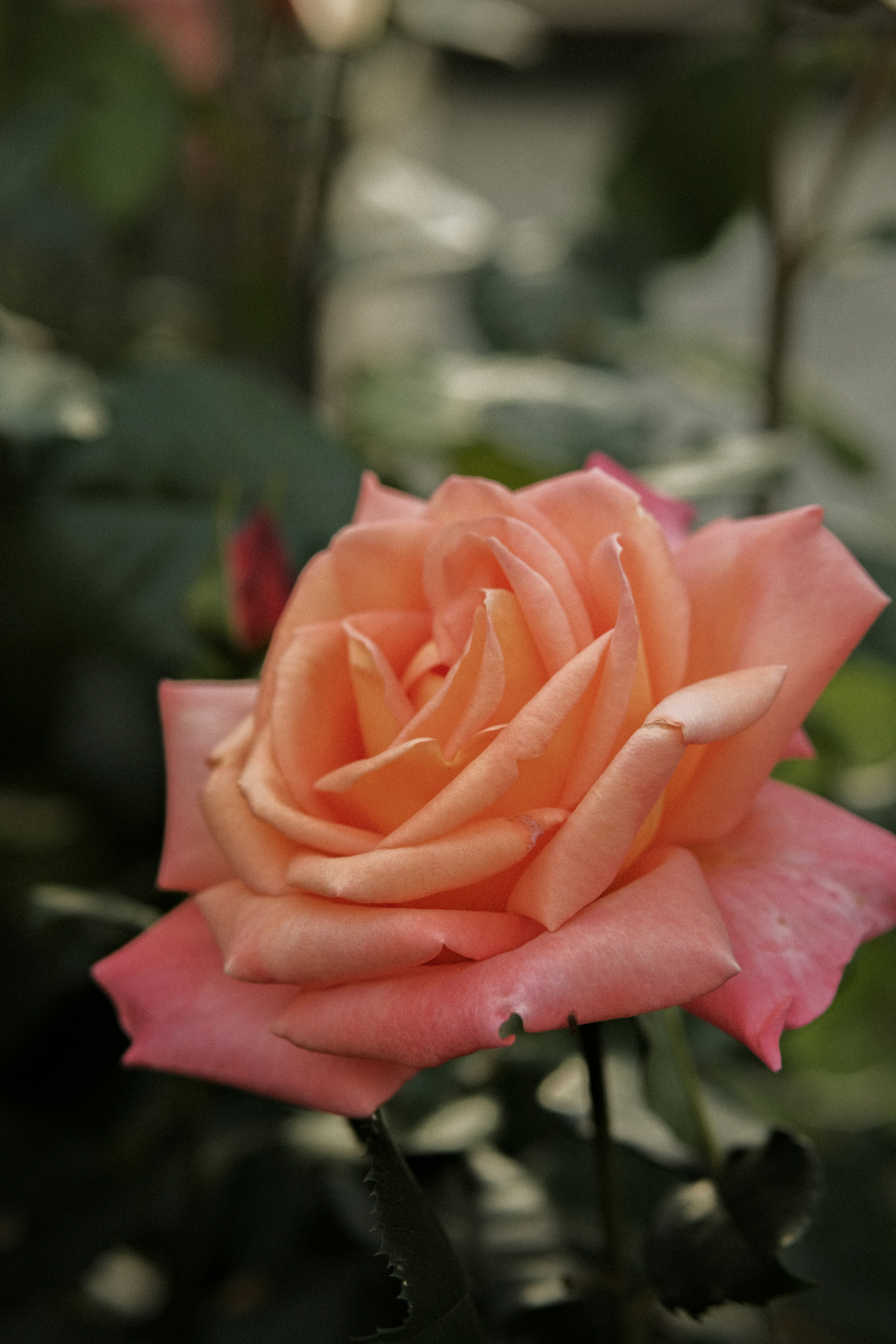 Whispers of a Blooming Peach Rose