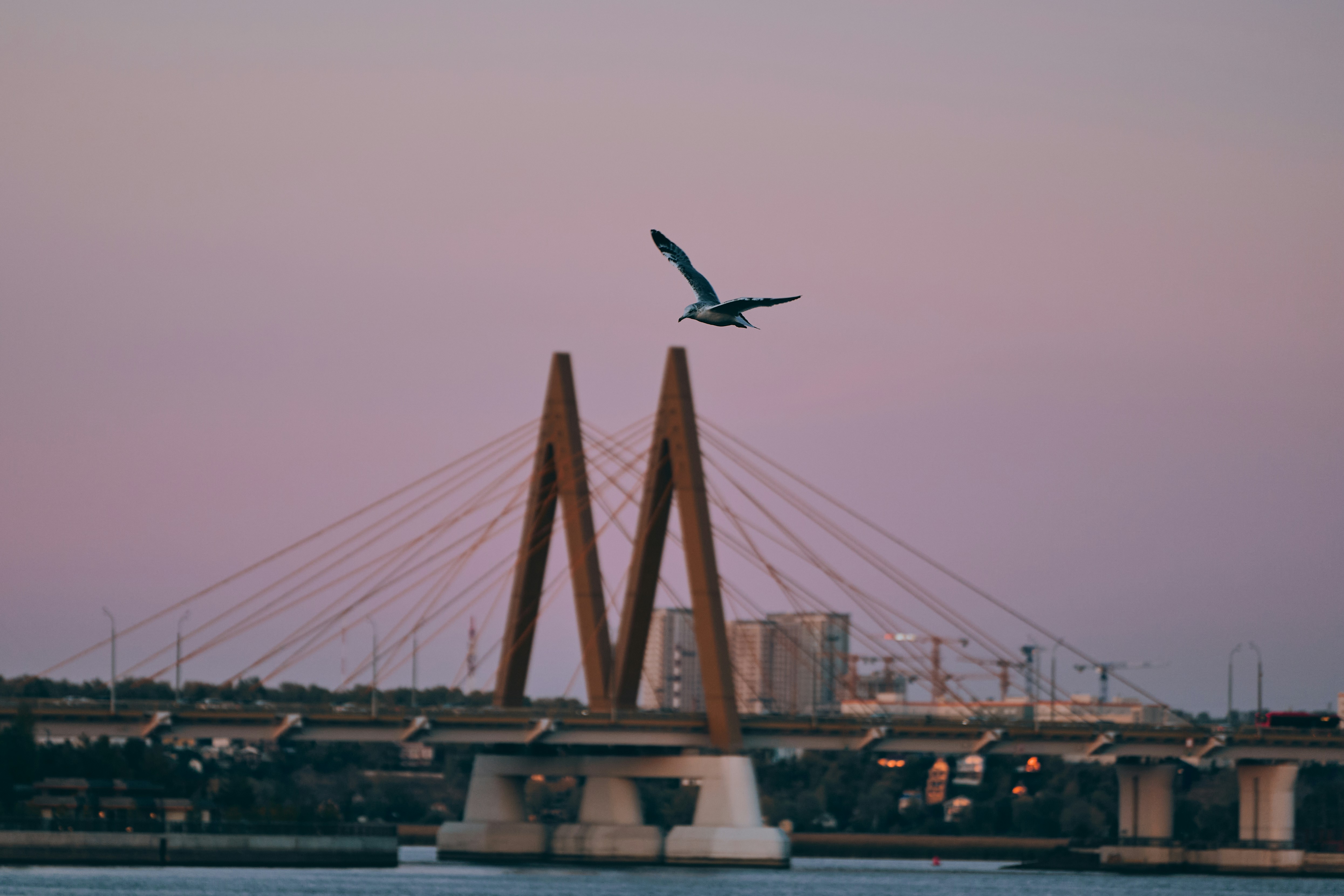 A bird glides gracefully above a modern bridge, framed by a soft pastel sky during twilight.