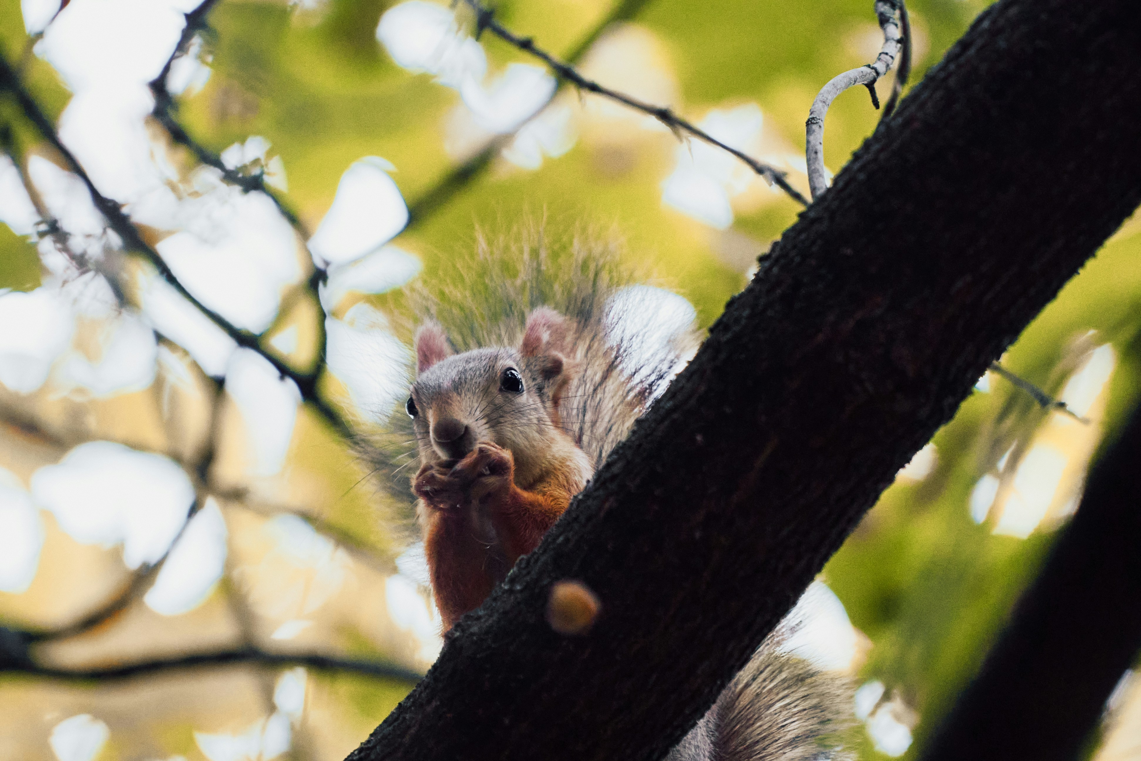 Squirrel eating nuts on a tree branch