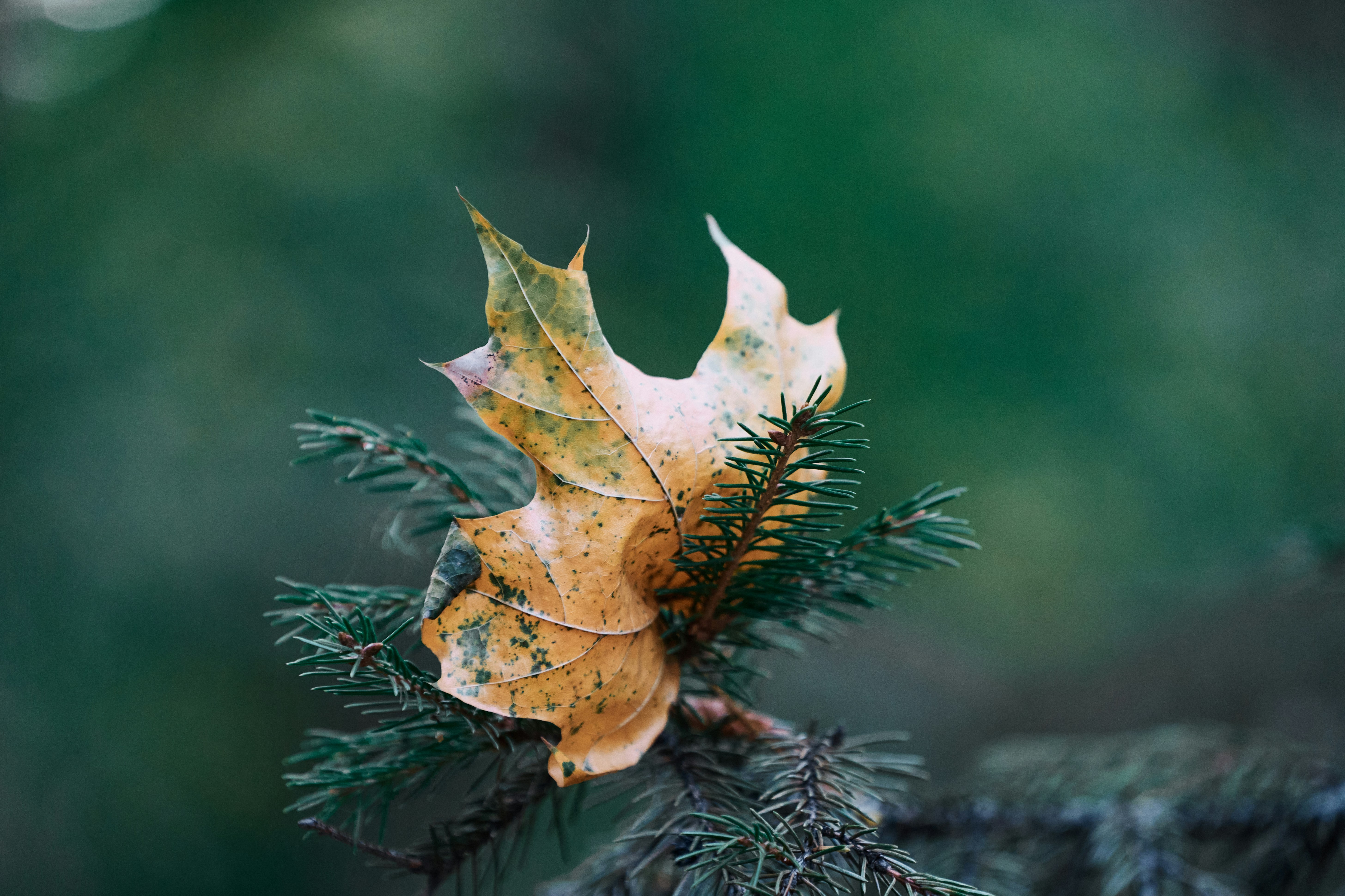 Autumn's Whisper: A Leaf's Solitude
