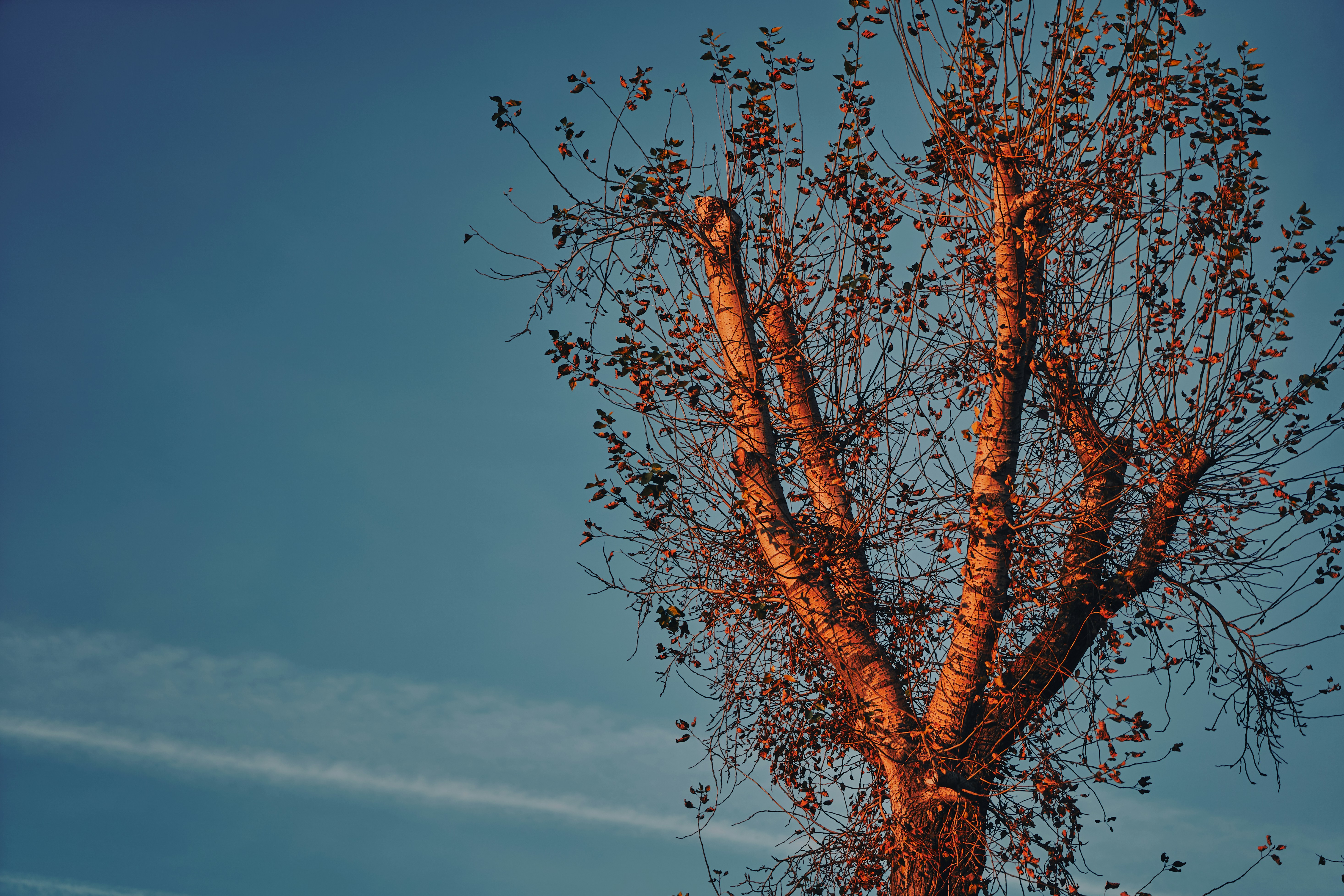 Whispers of Autumn's Embrace