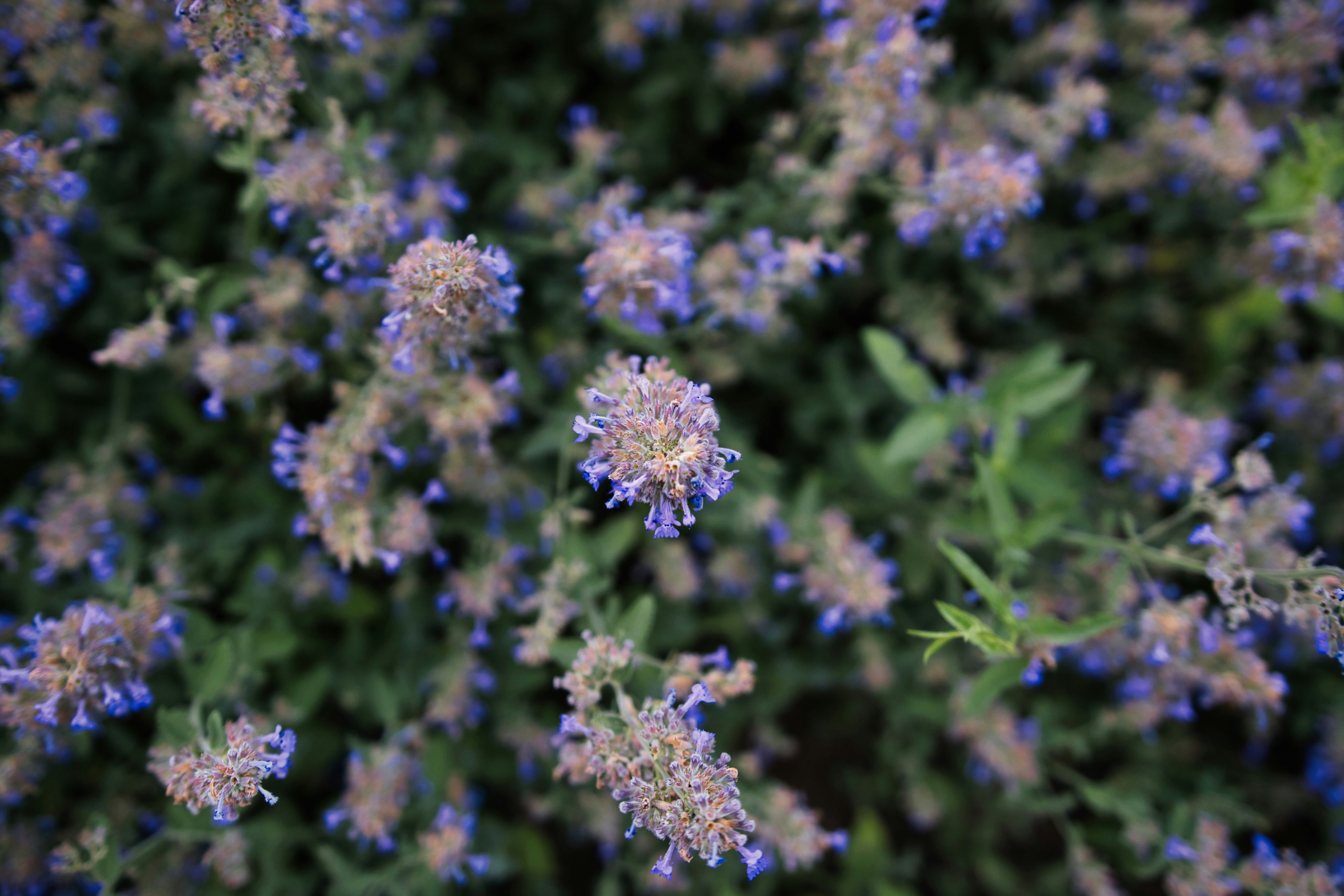 Delicate clusters of lavender flowers create a tapestry of purple hues amidst lush green foliage.
