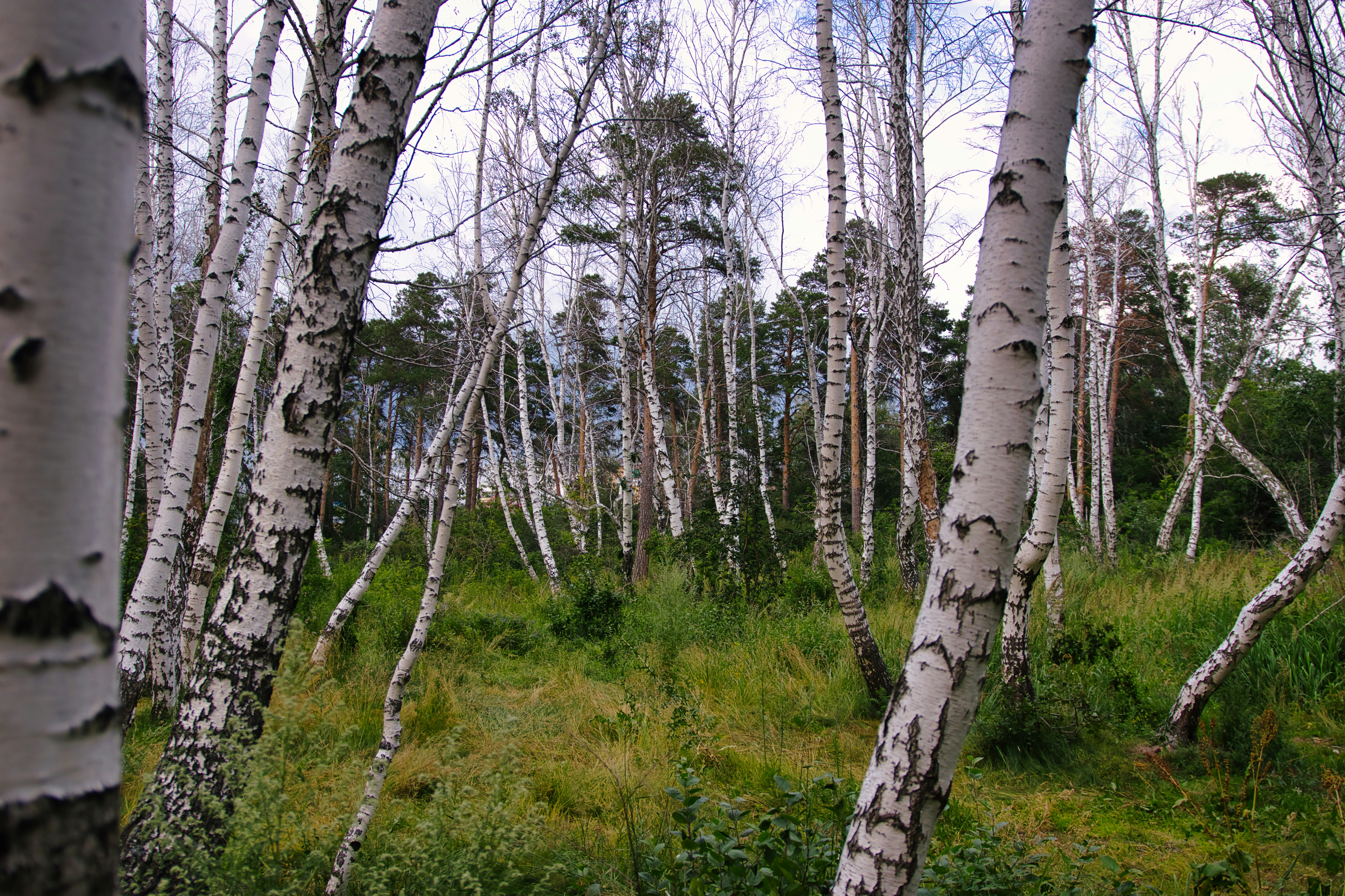 Birch trees with green grass and foliage