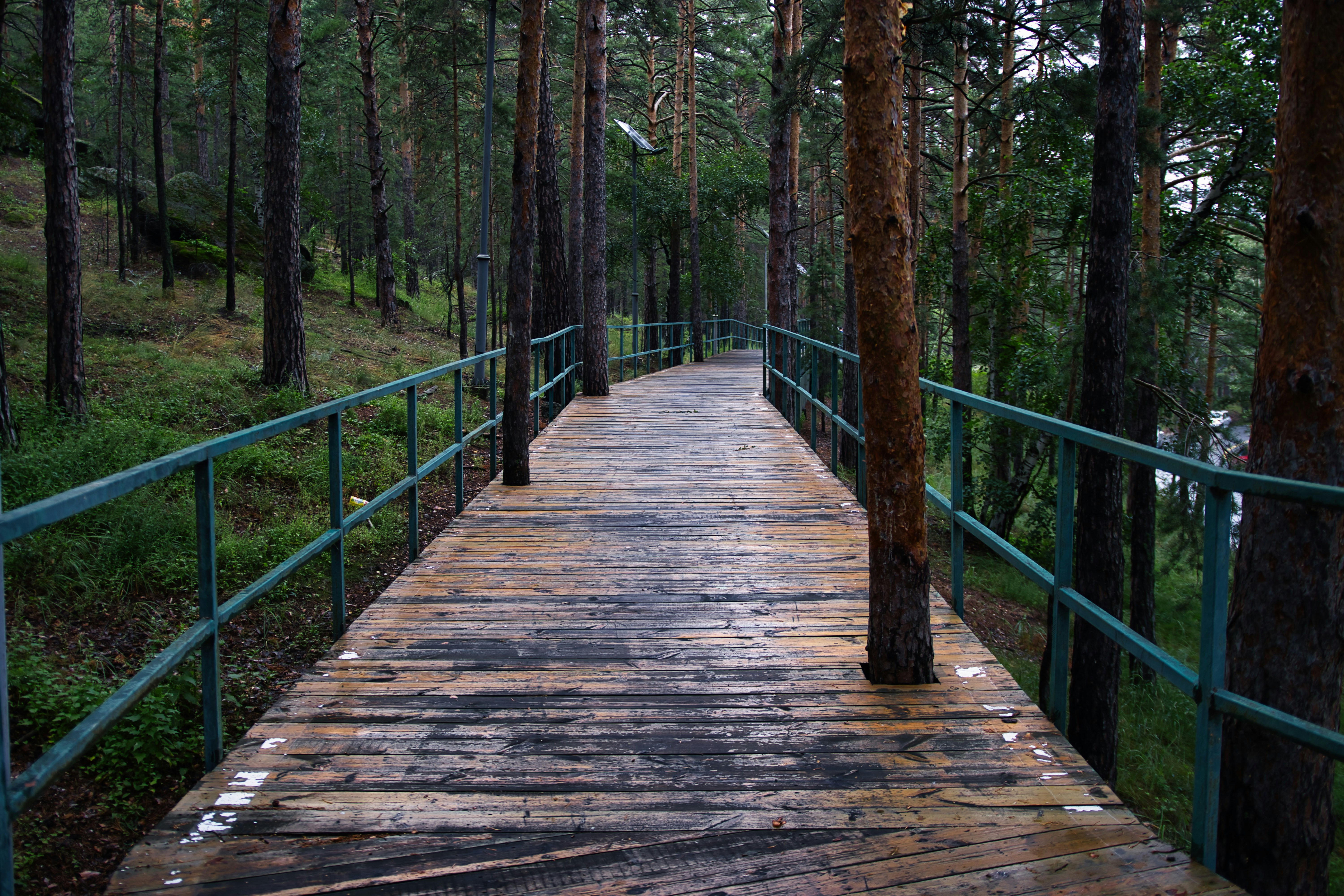 Wooden boardwalk meandering through a lush forest, framed by tall pine trees. The scene conveys a tranquil atmosphere, inviting exploration.