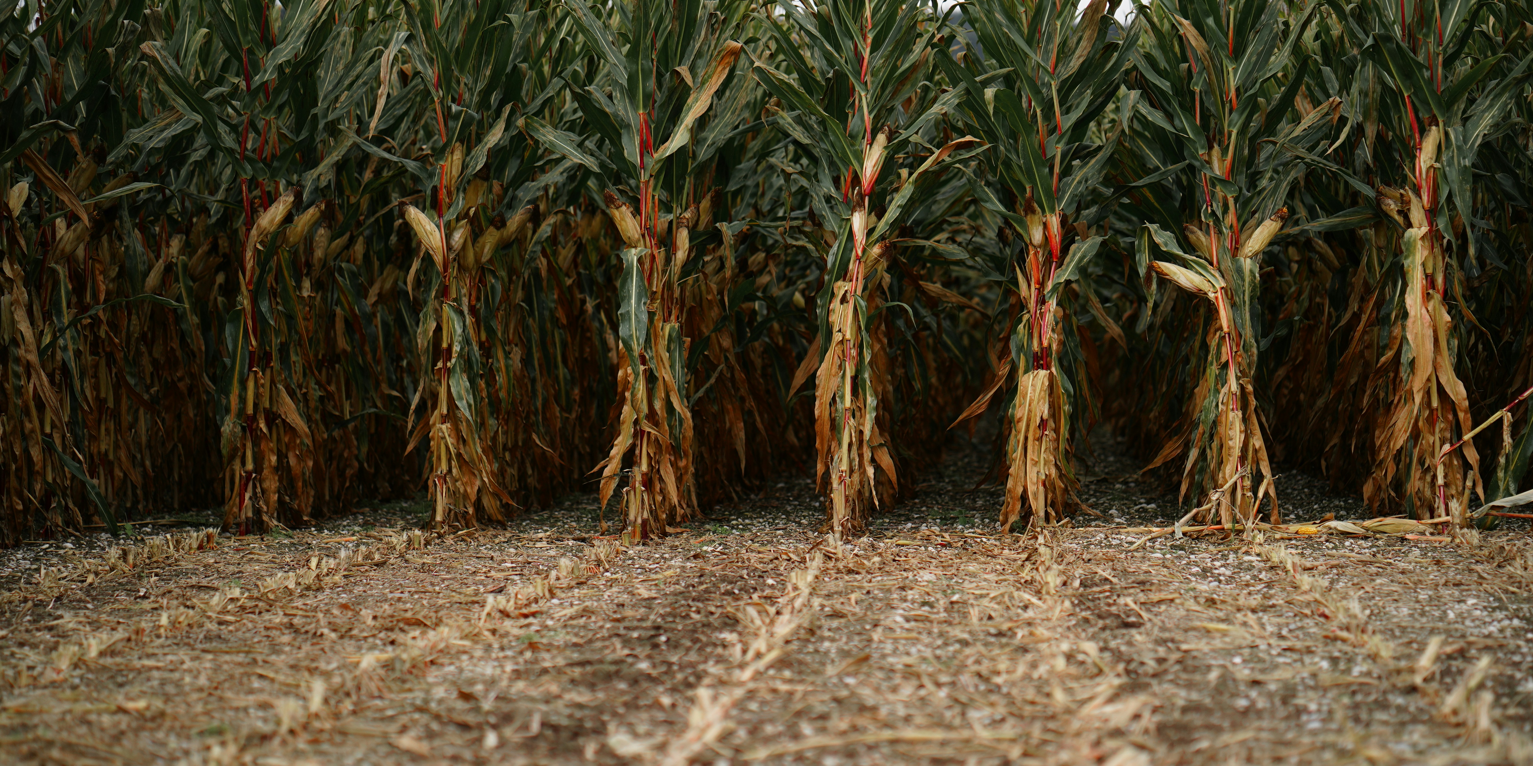 Whispers of the Harvest: A Cornfield's Silent Story