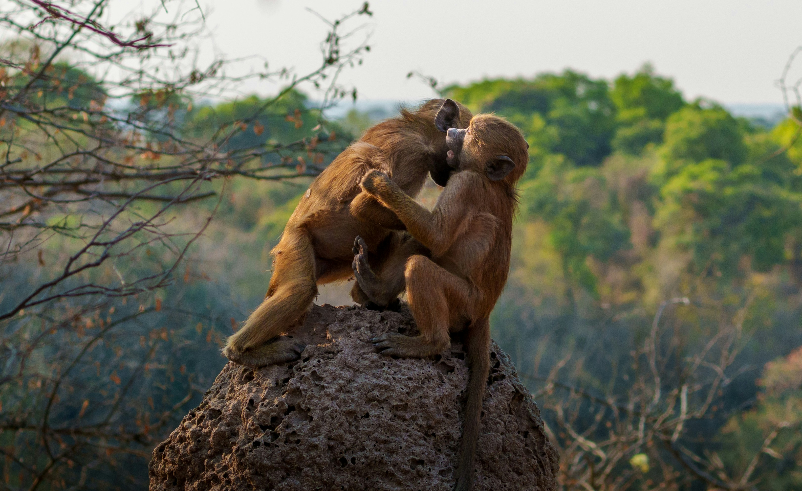 Two young monkeys fight on a termite mount by Victoria Falls.