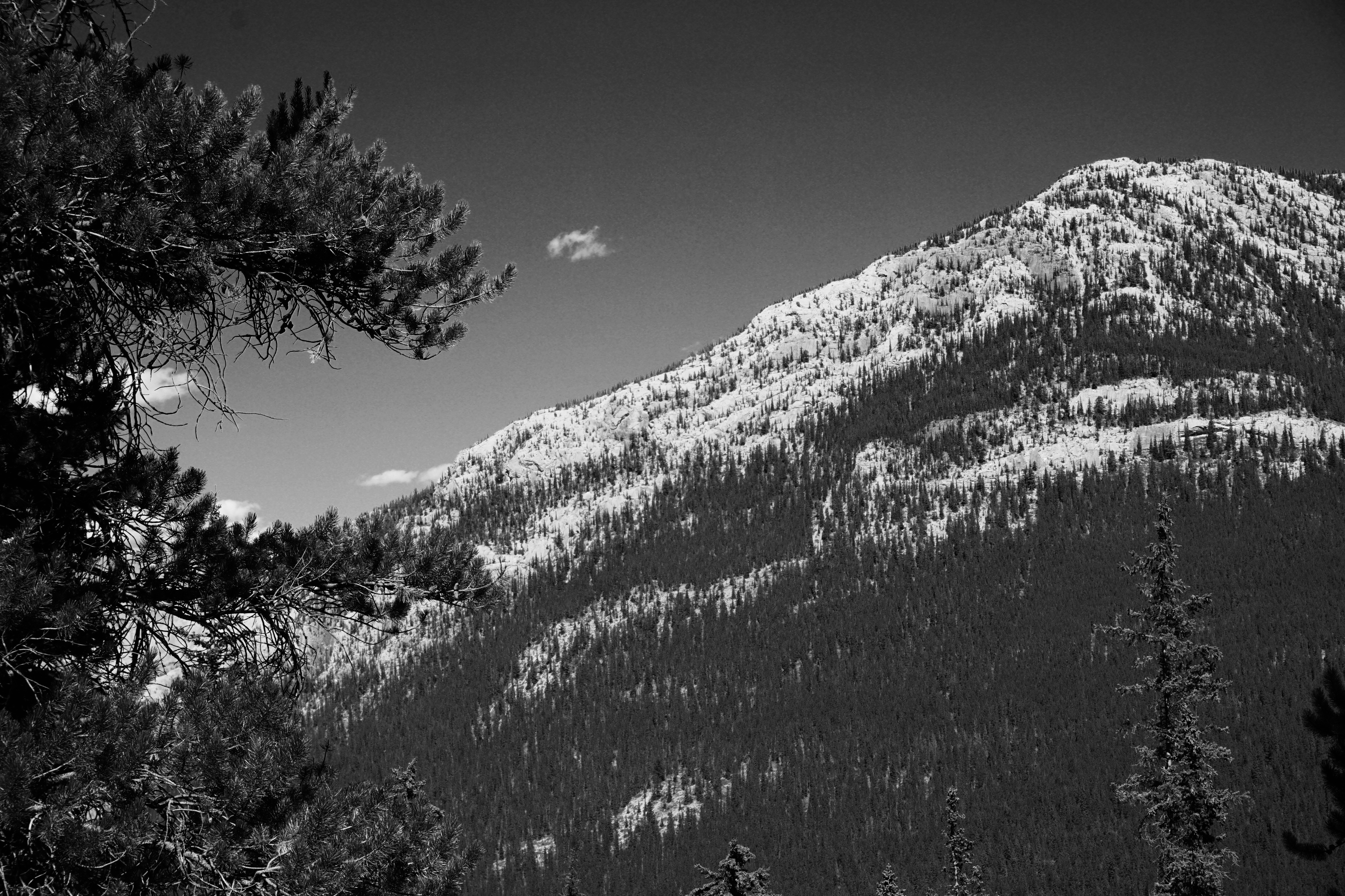 A rugged mountain peak adorned with snow, framed by dark coniferous trees under a clear sky. The monochrome palette enhances the dramatic contrasts of nature.