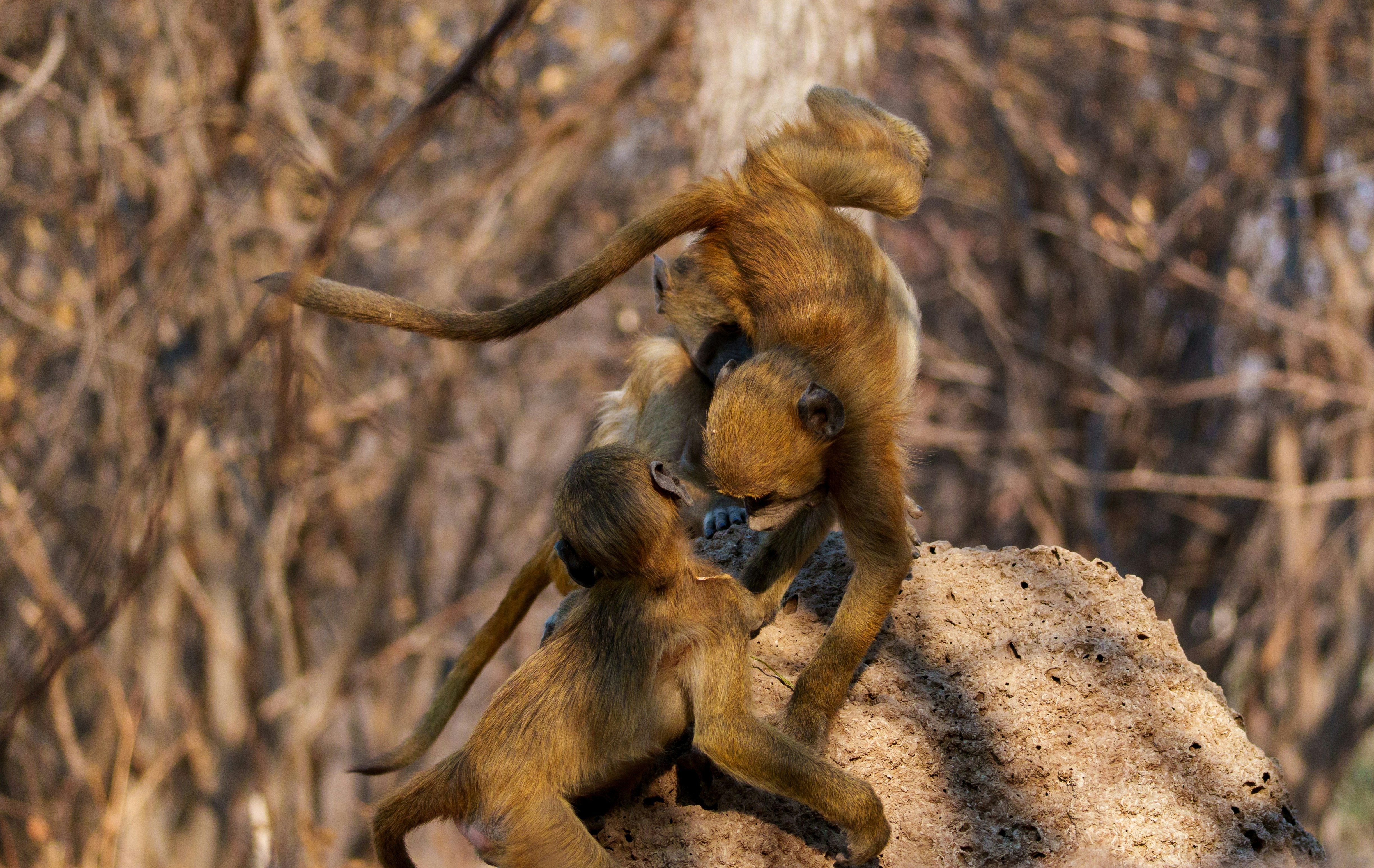 Dusty Rock Duel: Sunlit Primate Grapple