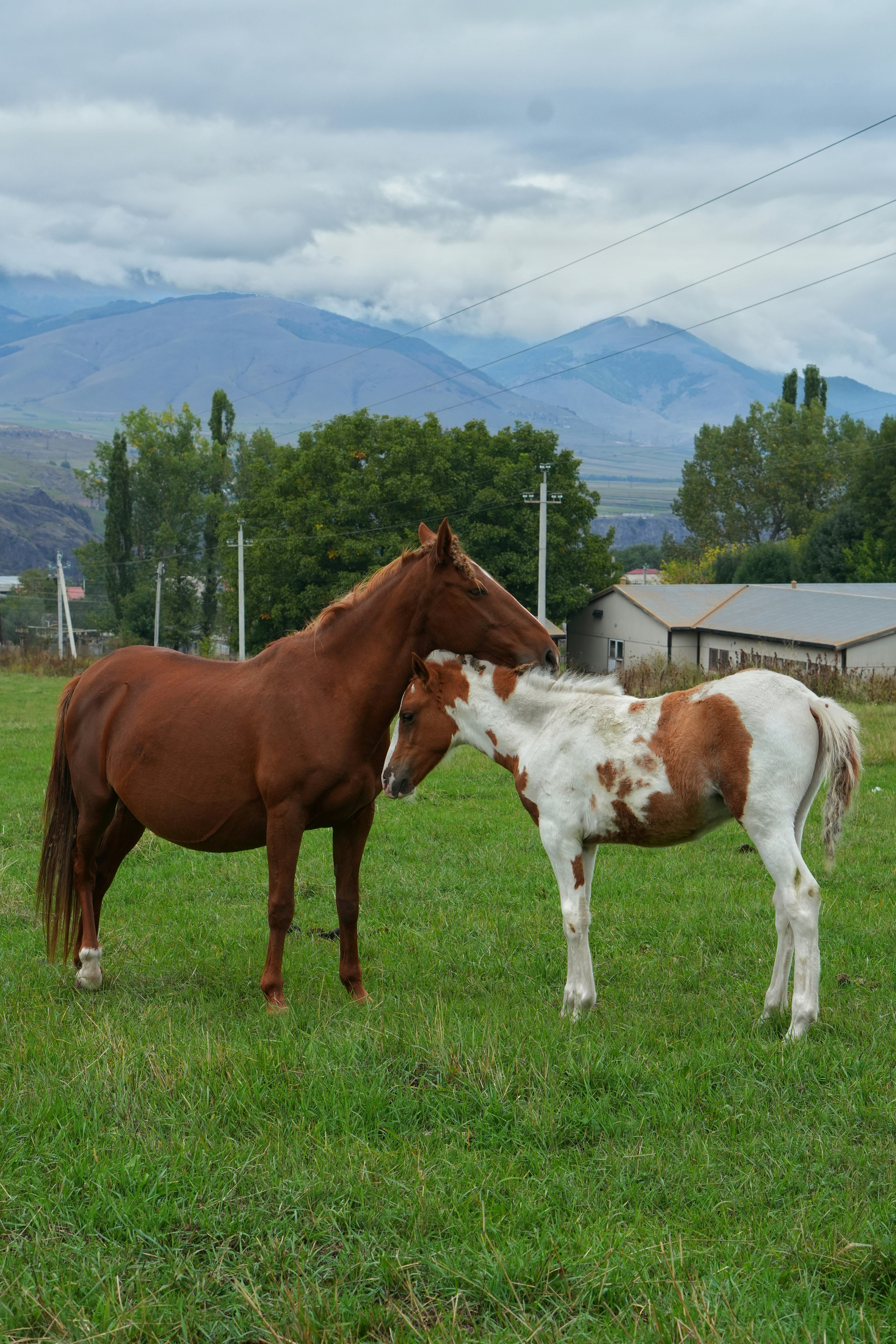 Nuzzle in Green: A Quiet Moment Between Horses