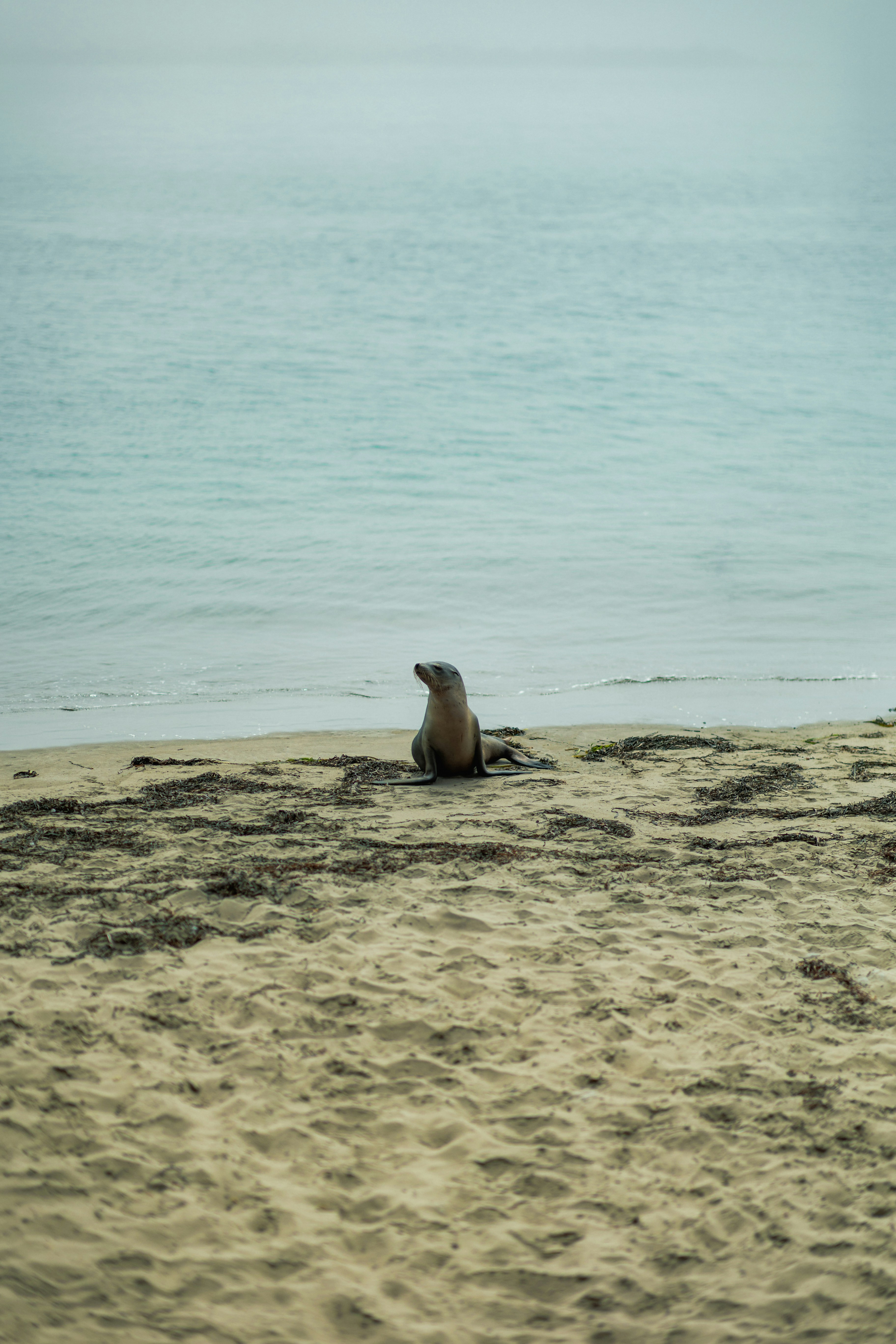 Quiet Turquoise Shore: a solitary seal at the water's edge