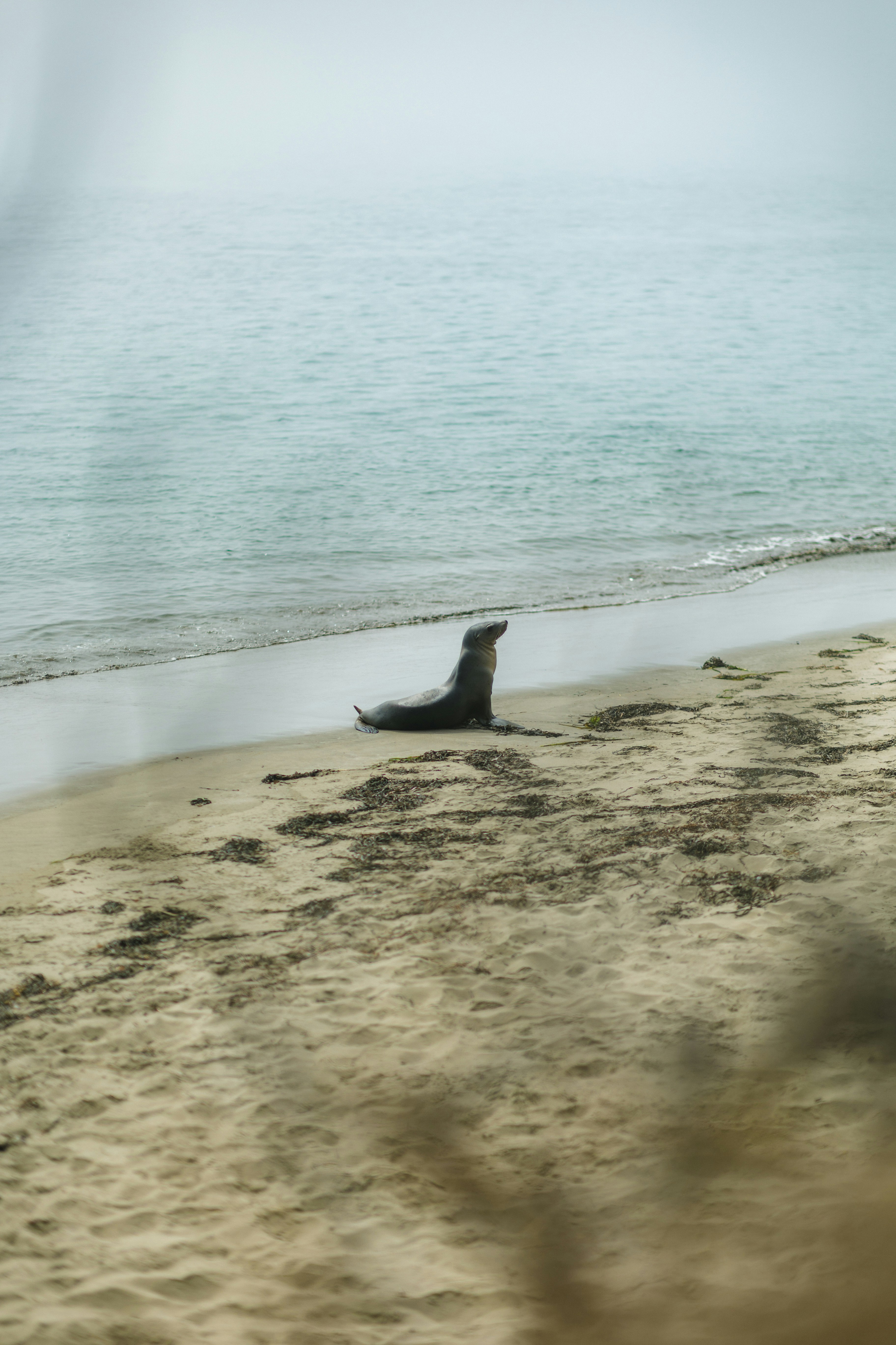 Serene Shores: A Seal's Solitary Retreat