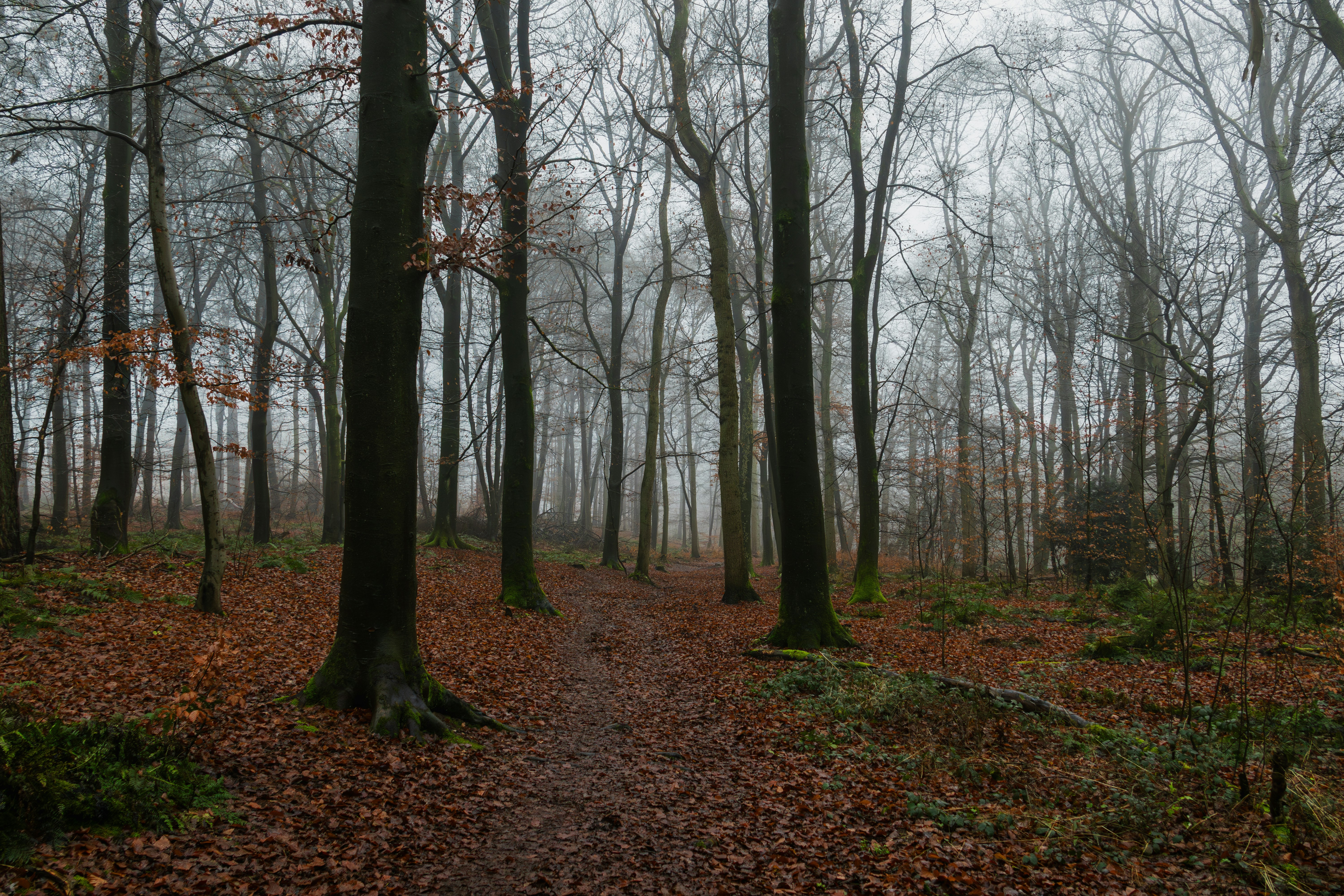 Misty forest path surrounded by tall trees, with a carpet of fallen leaves underfoot. The scene evokes a sense of tranquility and mystery.