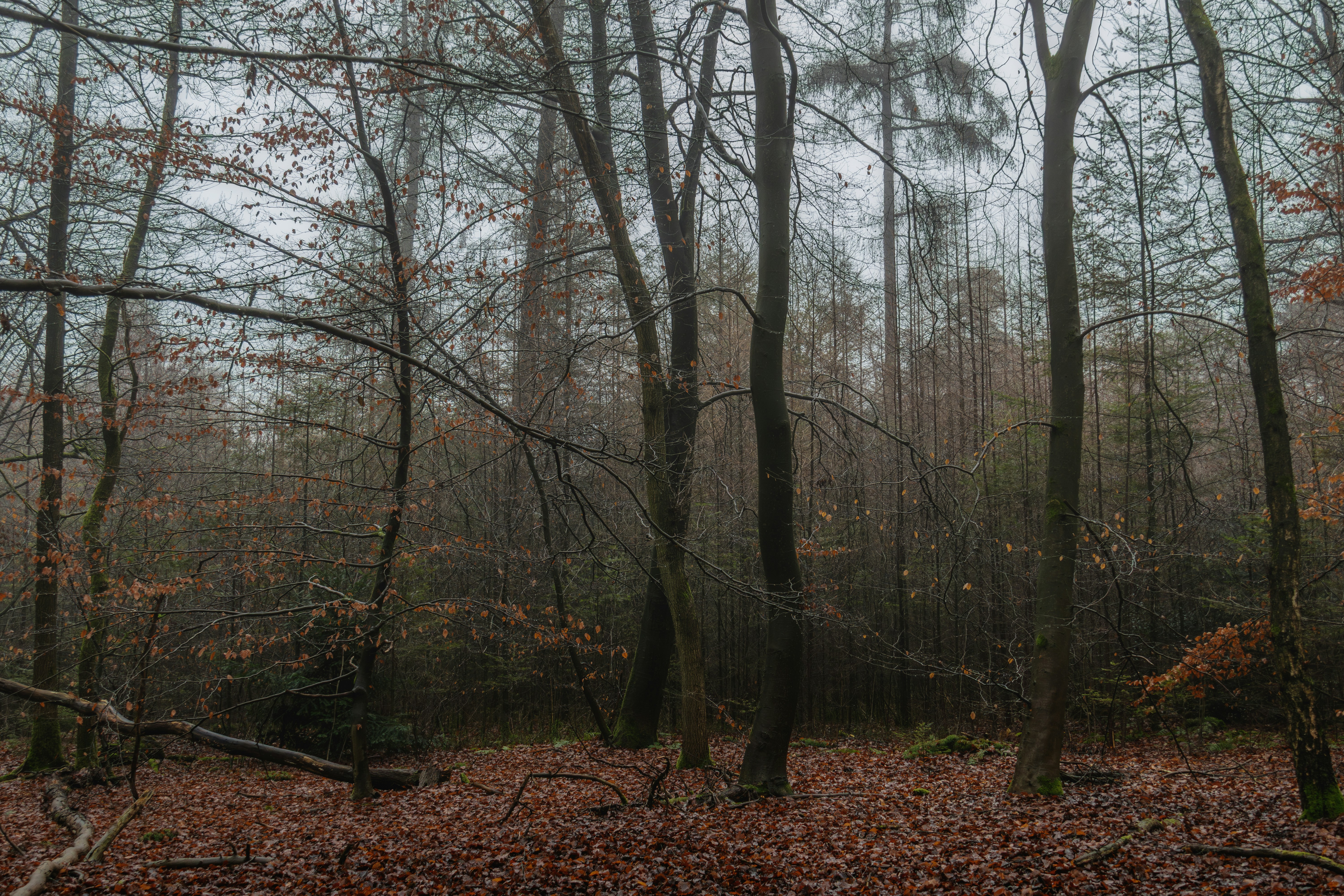 Misty forest scene with tall trees and fallen leaves covering the ground, evoking a sense of tranquility. The atmosphere is thick with fog, enhancing the mood.