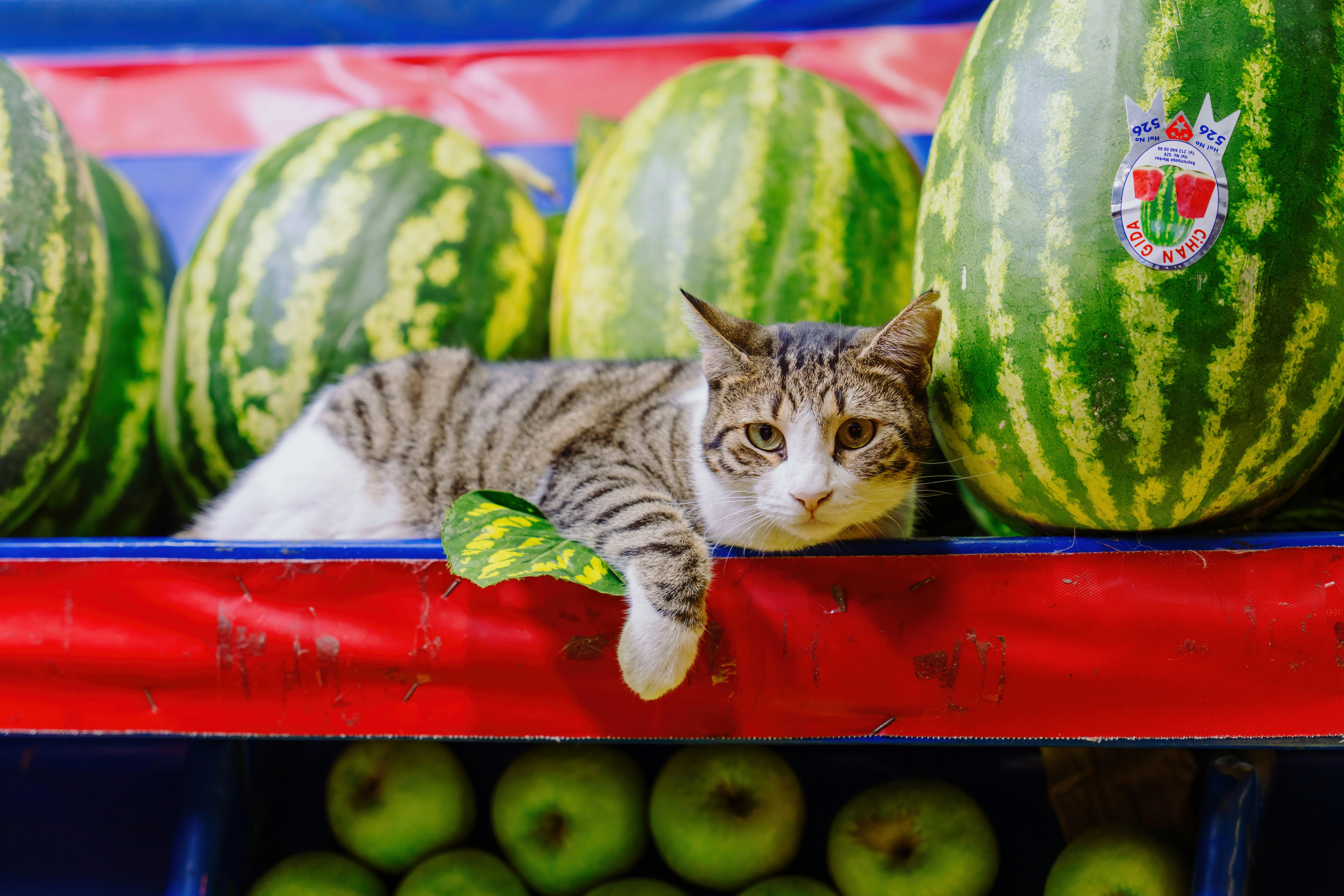 Between Red Rails and Green Watermelons: A Market Cat's Quiet Vigil