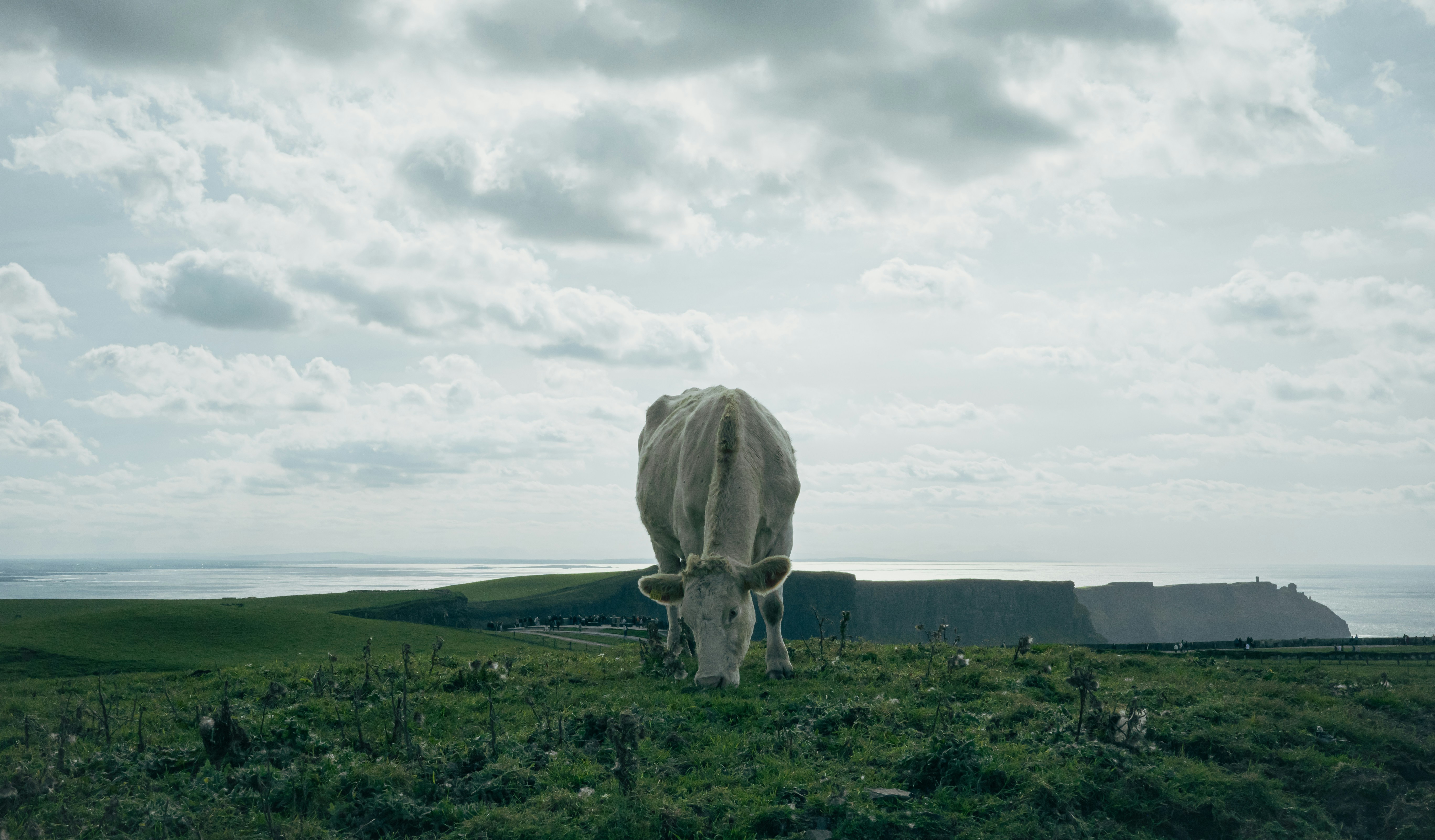 Pastoral Serenity: A Cow's Quiet Moment
