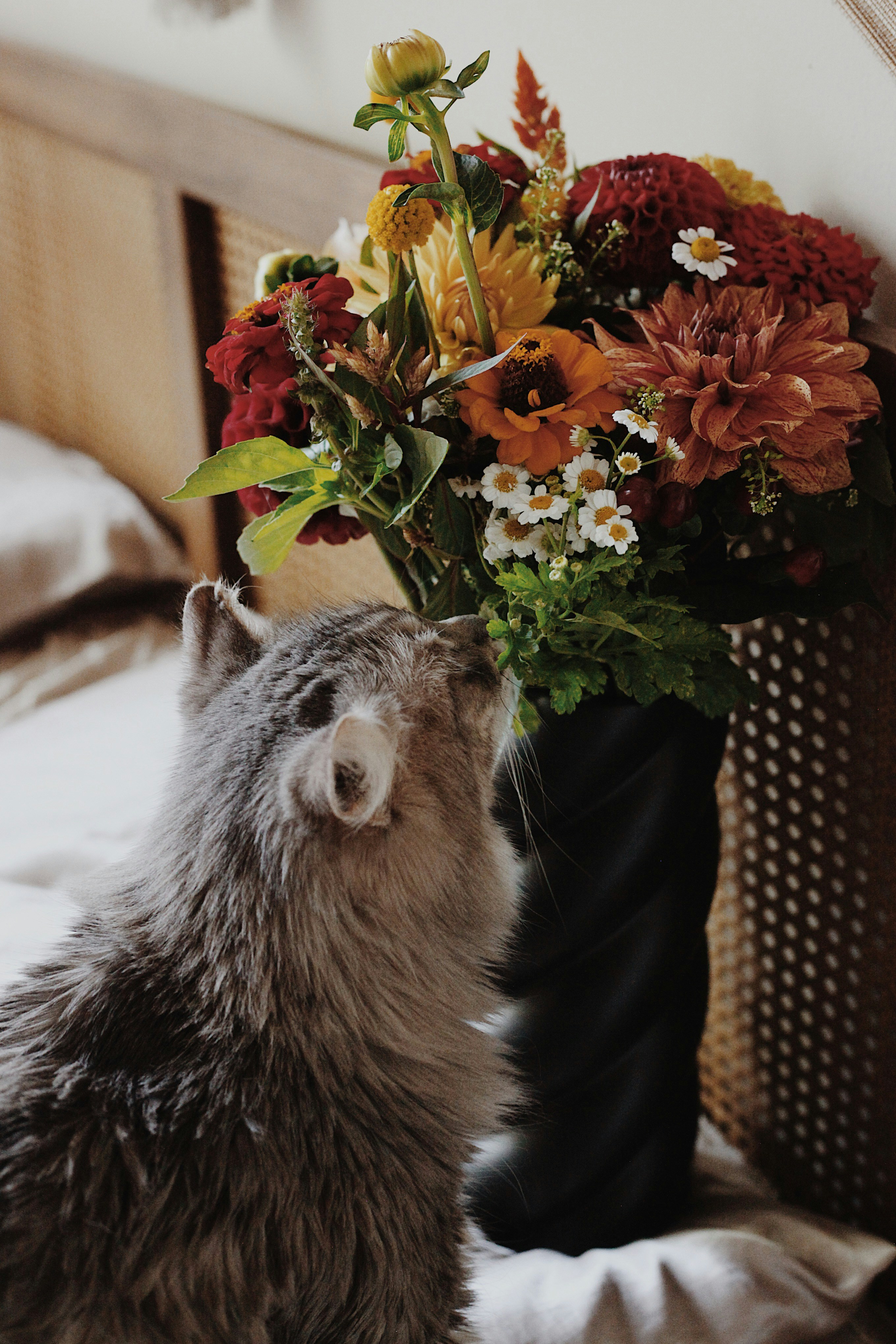 Processed with VSCO with m5 preset | A fluffy cat sniffs a vibrant bouquet of flowers.