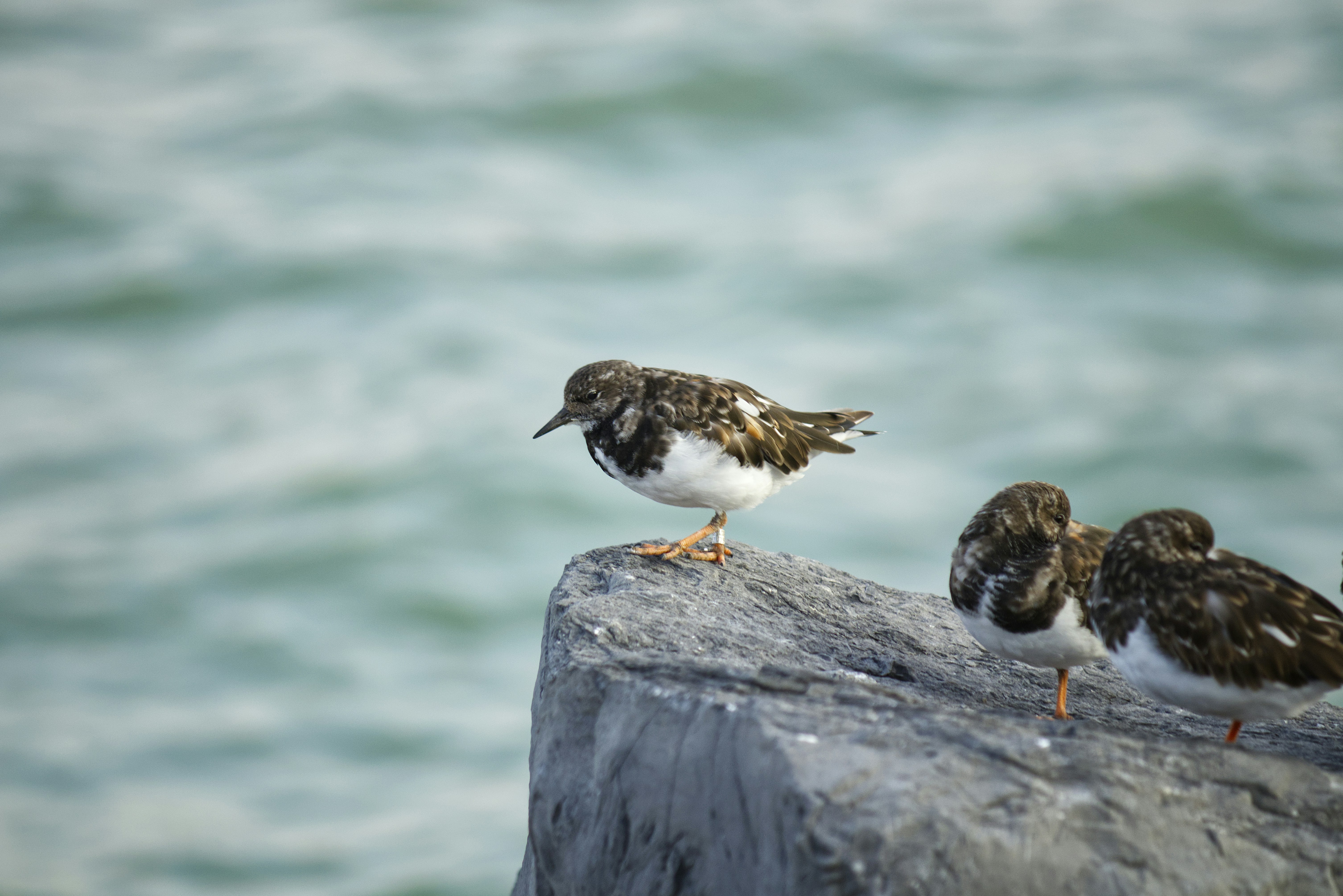 A solitary bird perches on a rocky outcrop while two others rest nearby, framed by the tranquil waters of the shoreline.